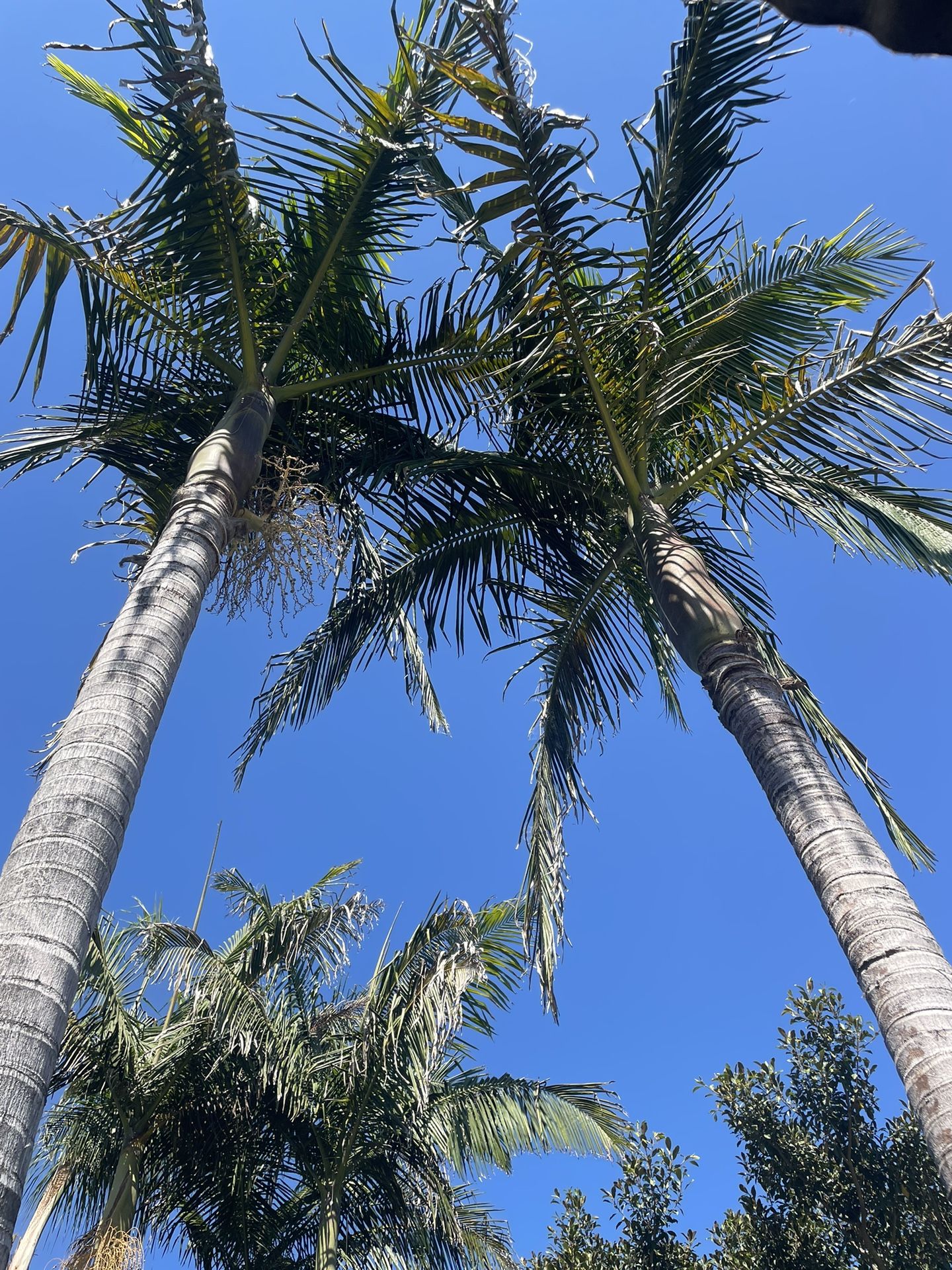 King Palm Tree For Sale In Vista CA OfferUp King Palm Tree For Sale In Vista CA OfferUp