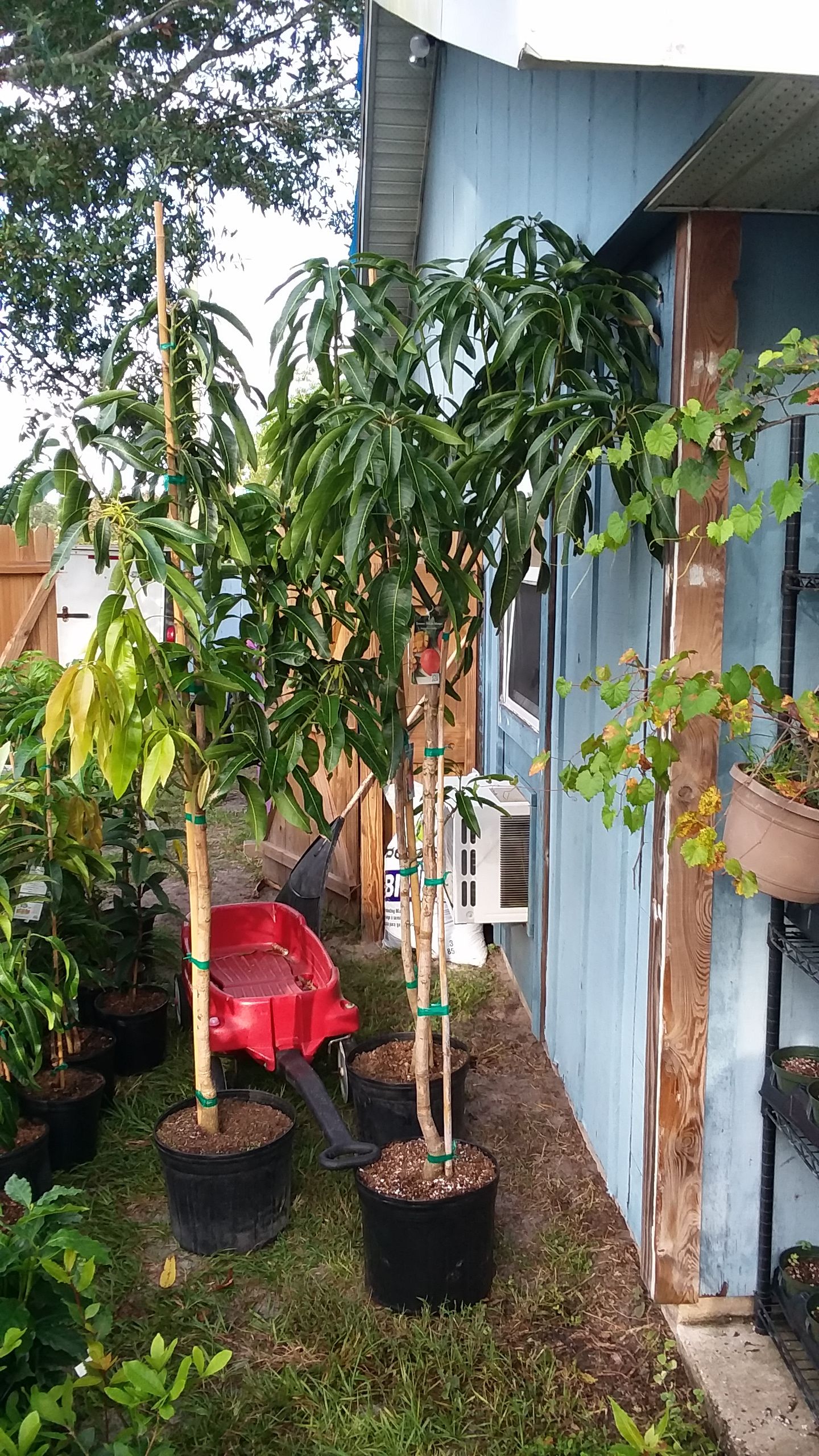 Large fruit trees. Lychee starfruit mango avocado for Sale in Saint ...