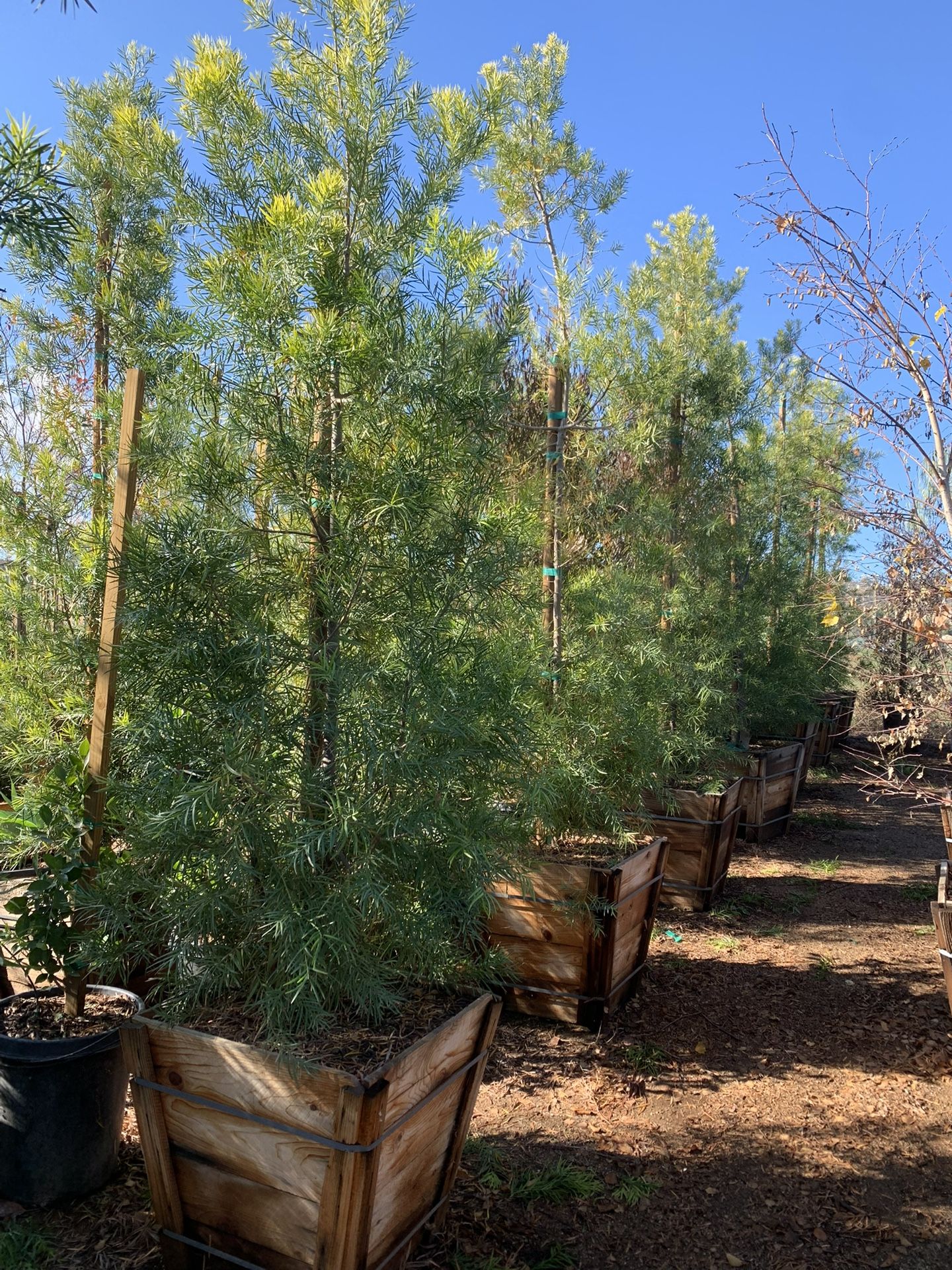 Podocarpus Glacilior Fern Pine, Hedge And Privacy 24” Box for Sale in ...