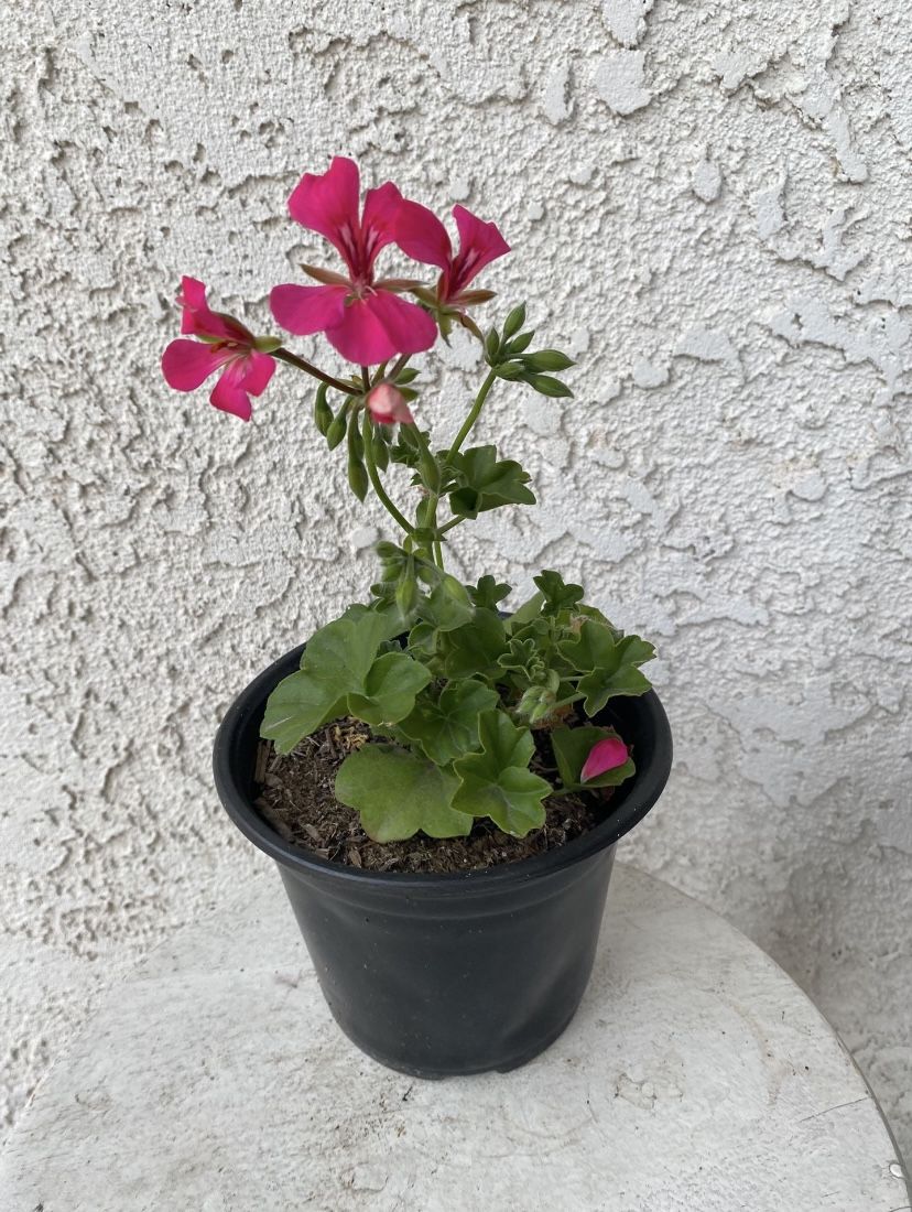 6 Inch Pot - Ivy Geranium Pink Flowers - Pelargonium Peltatum - Indoor ...