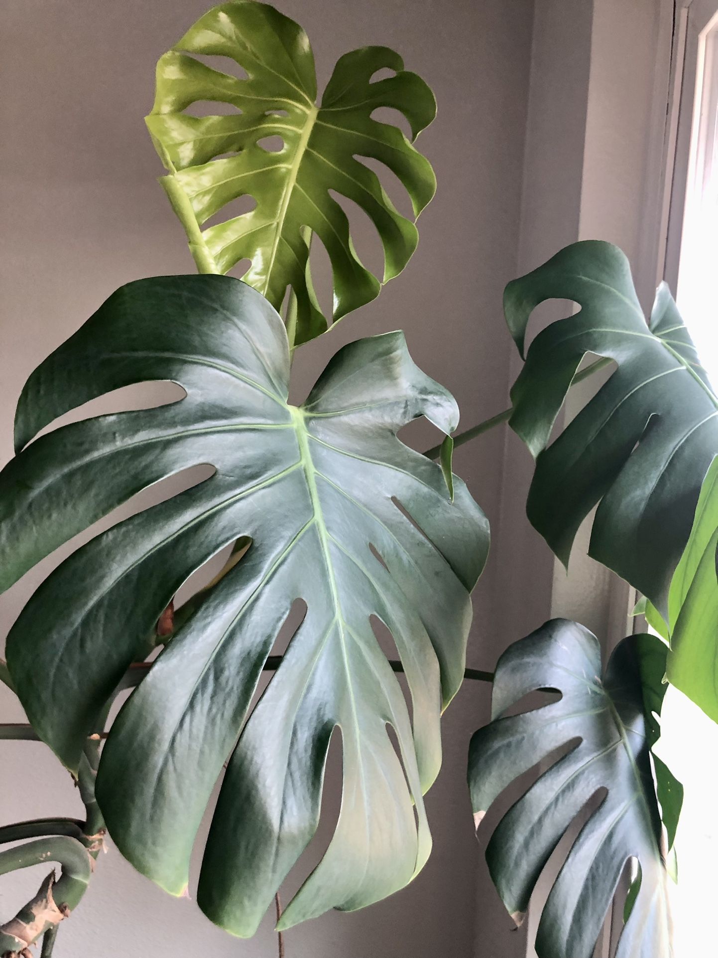 Monstera Plant for Sale in Stockton, CA - OfferUp