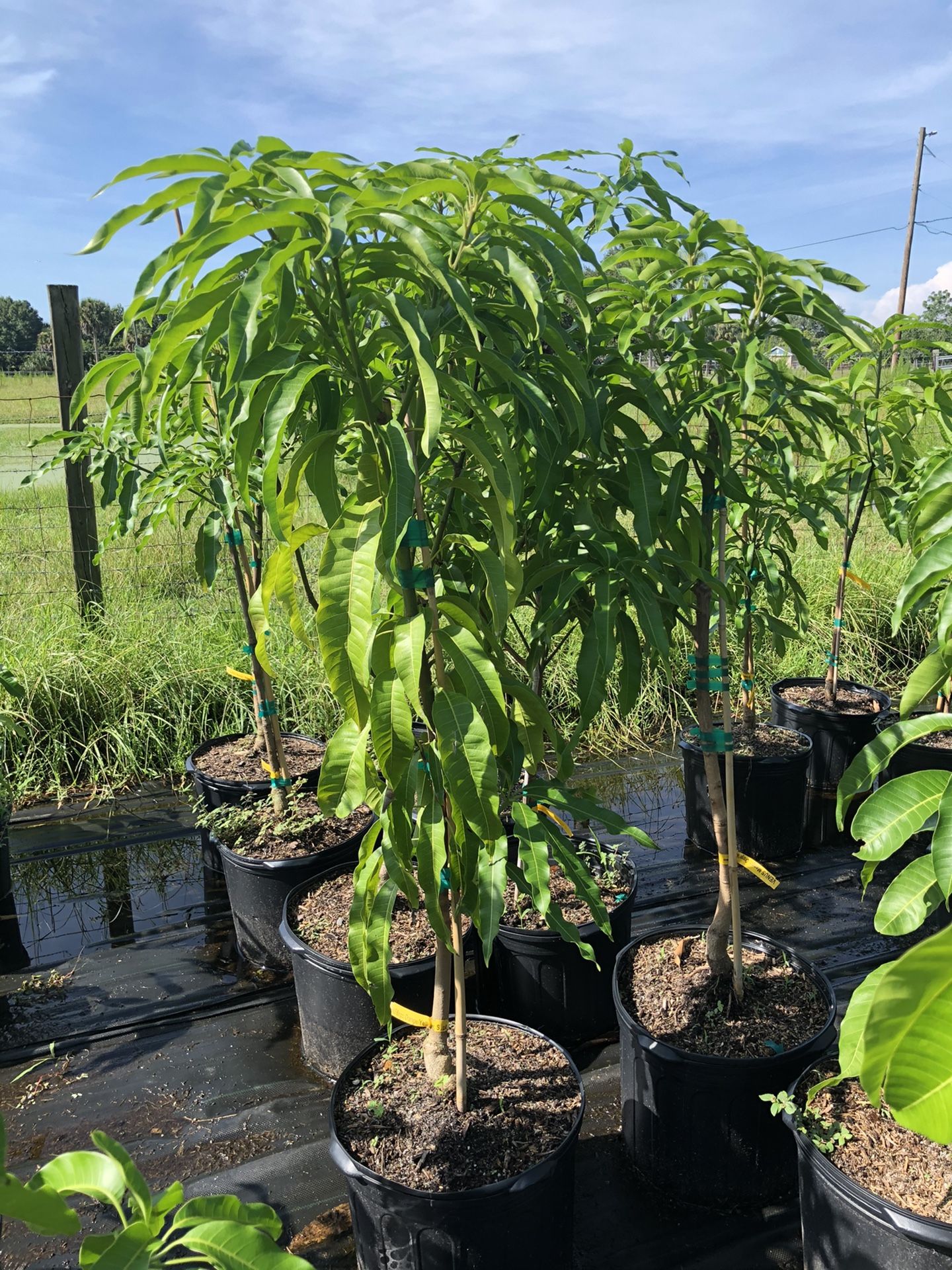 7 Gallon Grafted Mango Trees for Sale in Kissimmee, FL - OfferUp