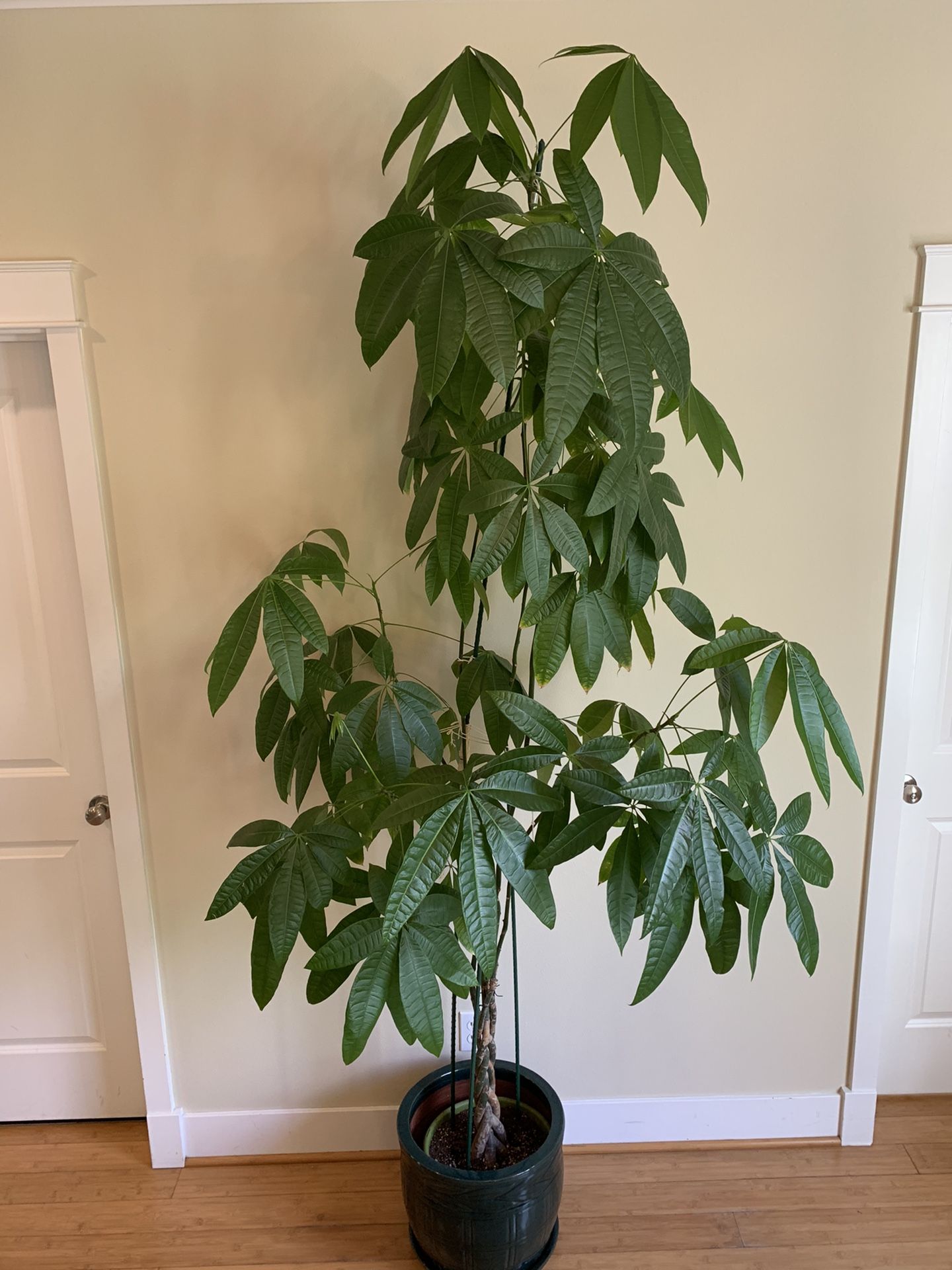 Tall Money Tree Plant