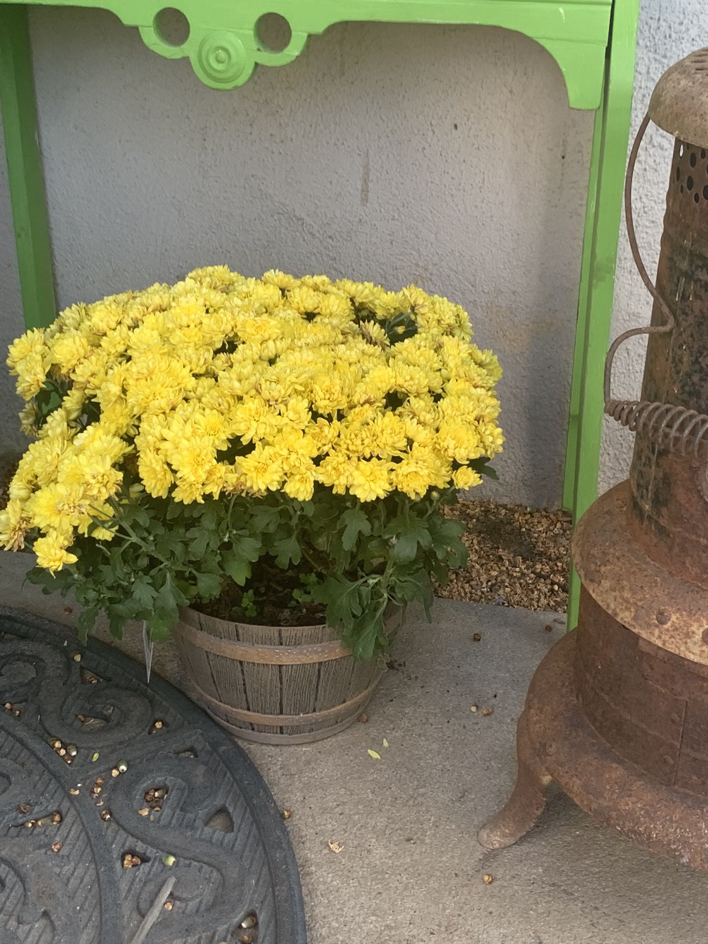 5x Large Yellow Garden Mums for Sale in Fresno, CA - OfferUp