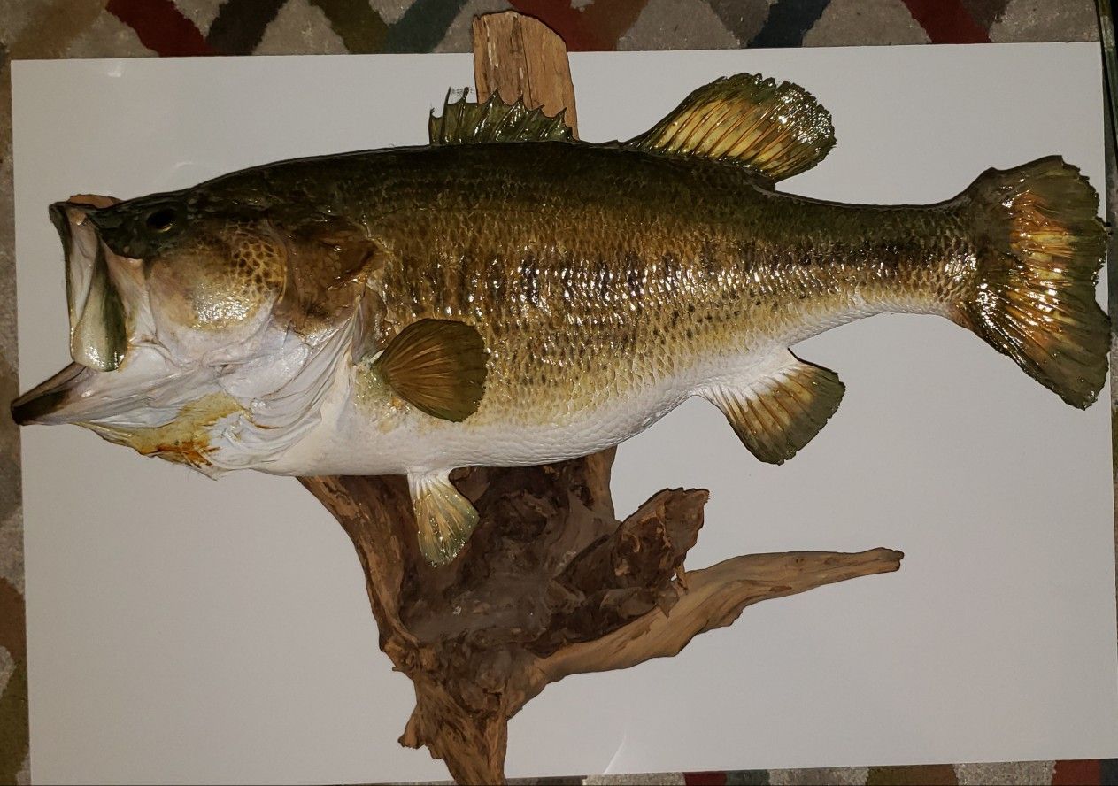 30" wide mouth mounted bass fish for Sale in San Antonio, TX - OfferUp