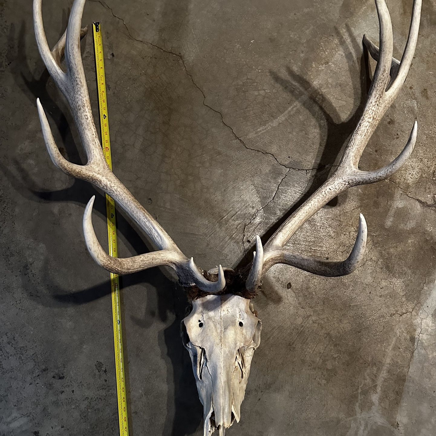 Mounted Elk Antlers