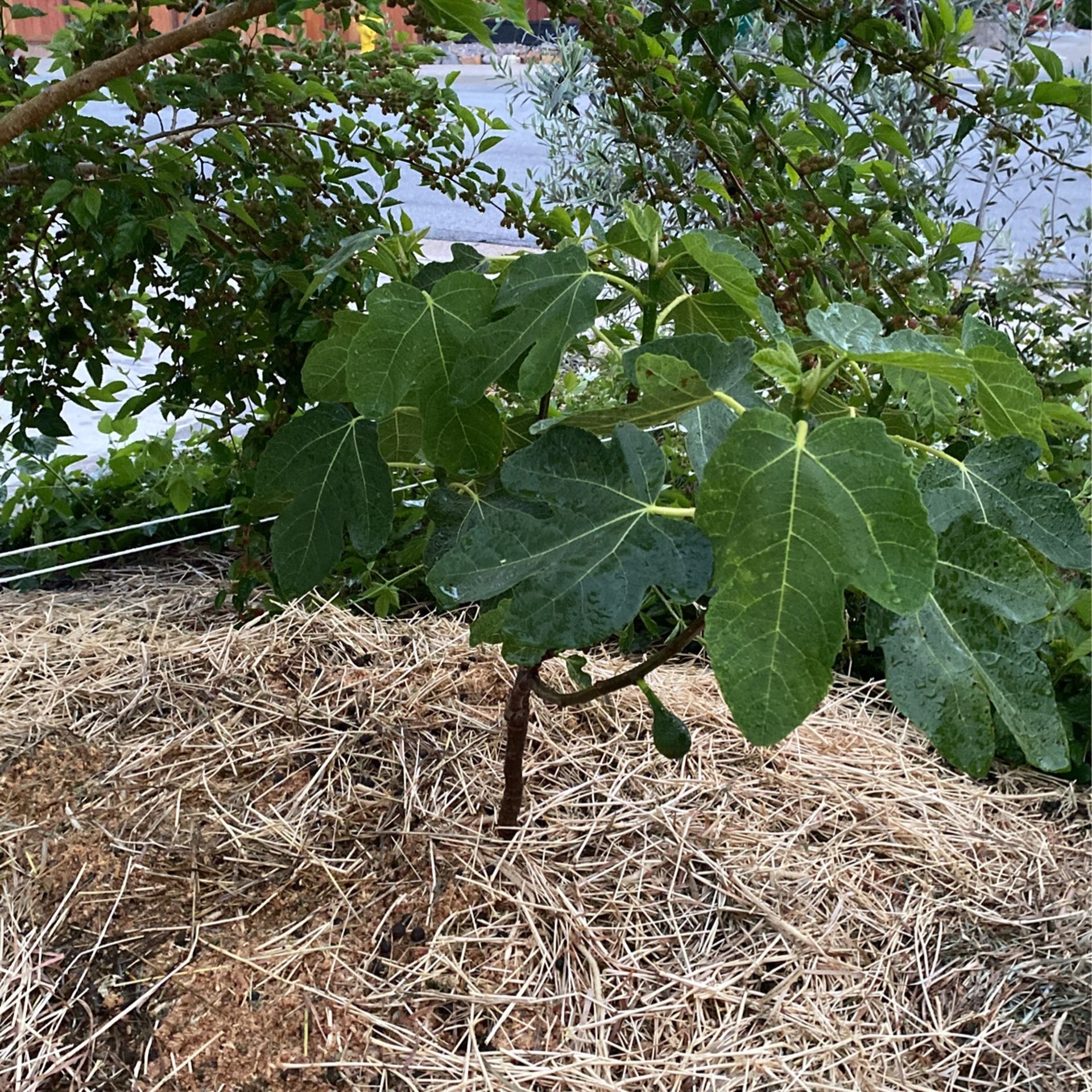Olympian Fig A Foot Tall Fruiting for Sale in San Diego, CA - OfferUp