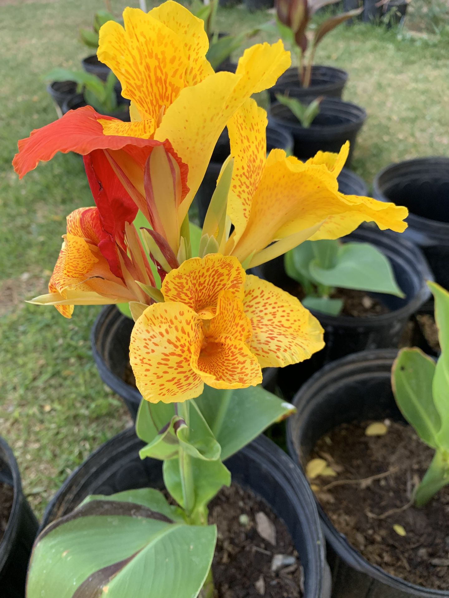 Canna Lilies In Pots