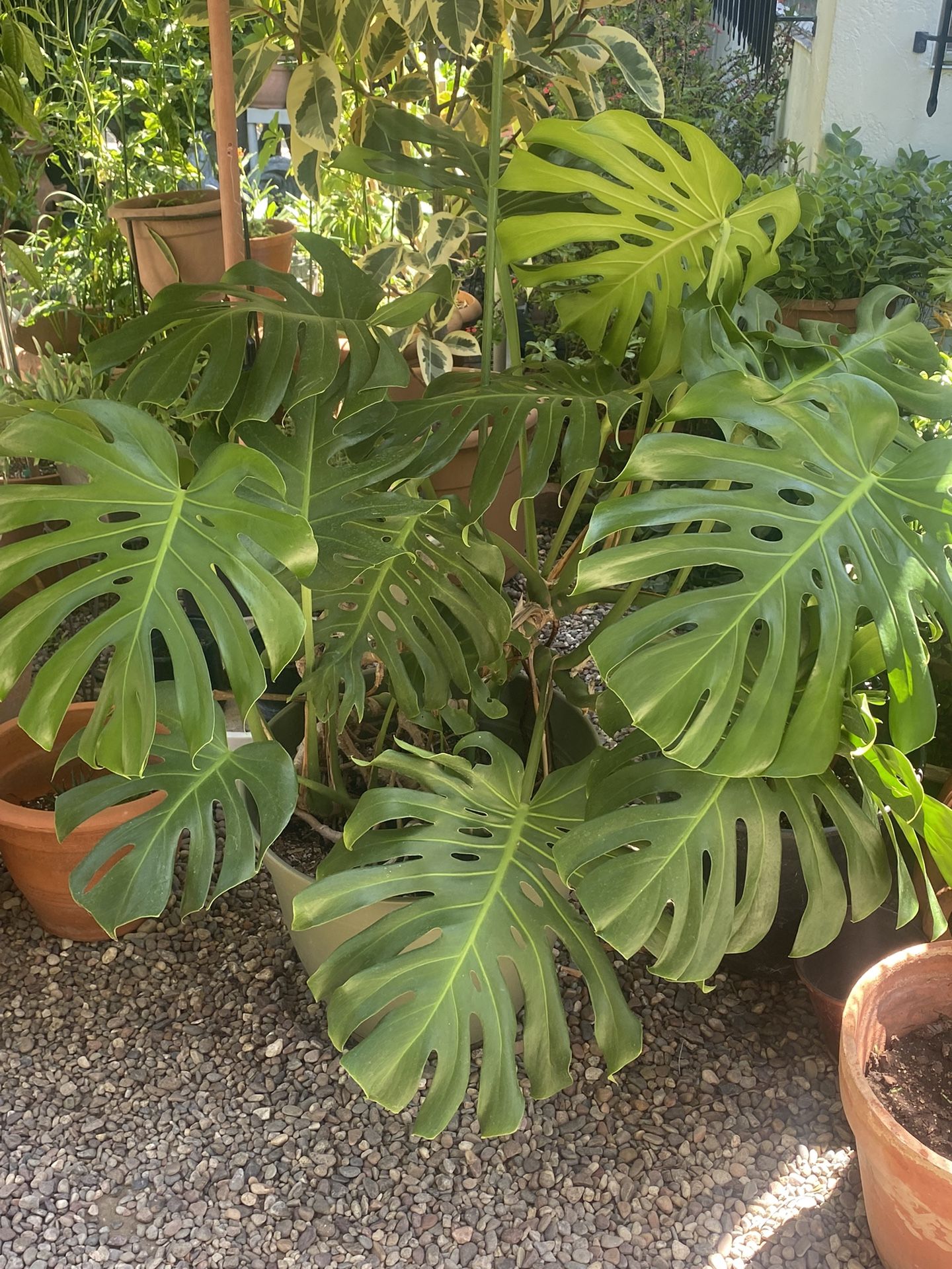 Monstera Plant for Sale in San Diego, CA - OfferUp