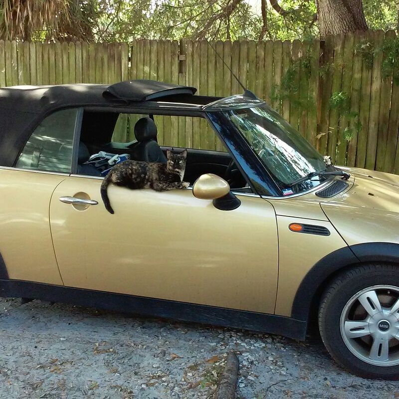 2005 Mini Cooper convertible/ sunroof *Limited Edition "Solid Gold ...