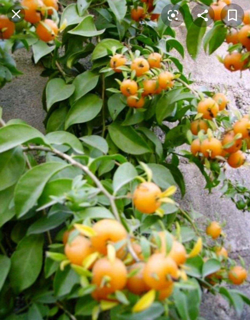 UÑA DE GATO FRUIT PLANT FOR CANCER for Sale in Lake View Terrace, CA ...