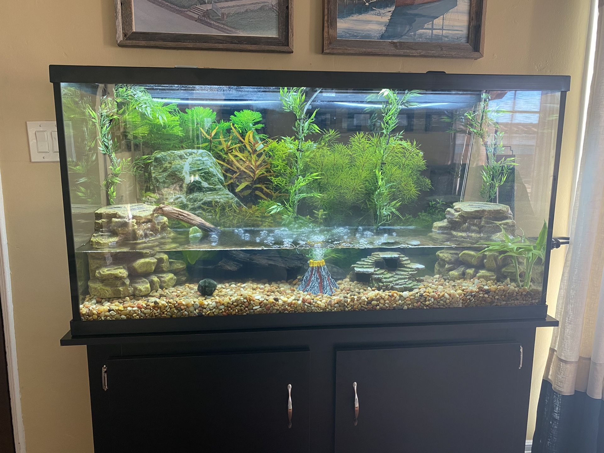 75 gallon Fish Tank with turtle and full set up included for Sale in ...