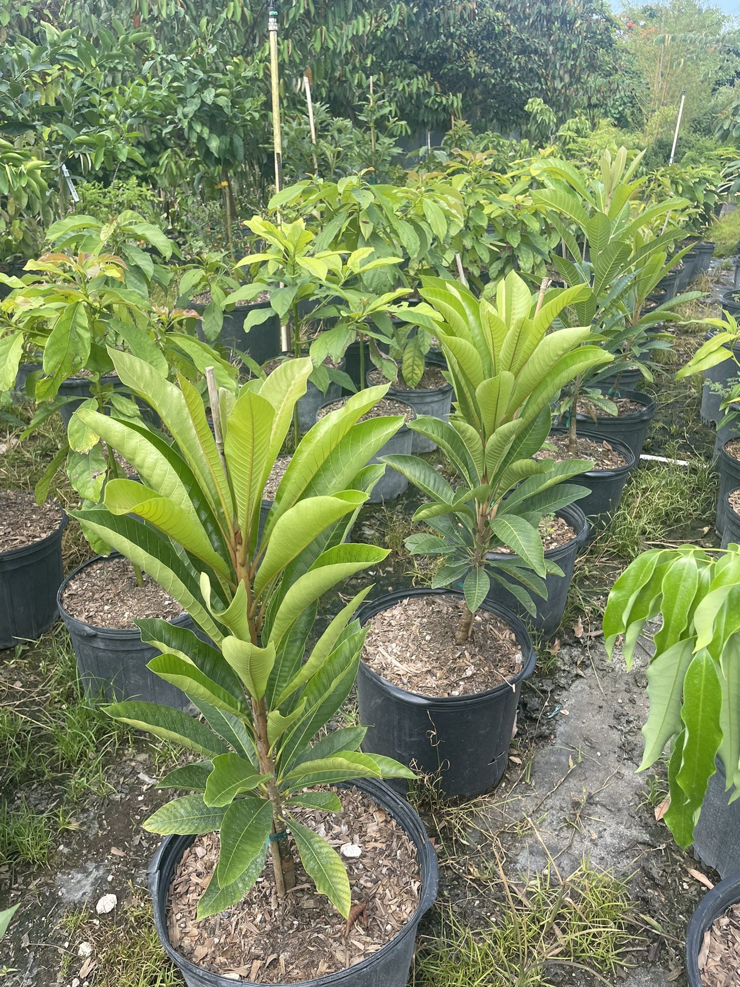 Mamey Sapote Seedling