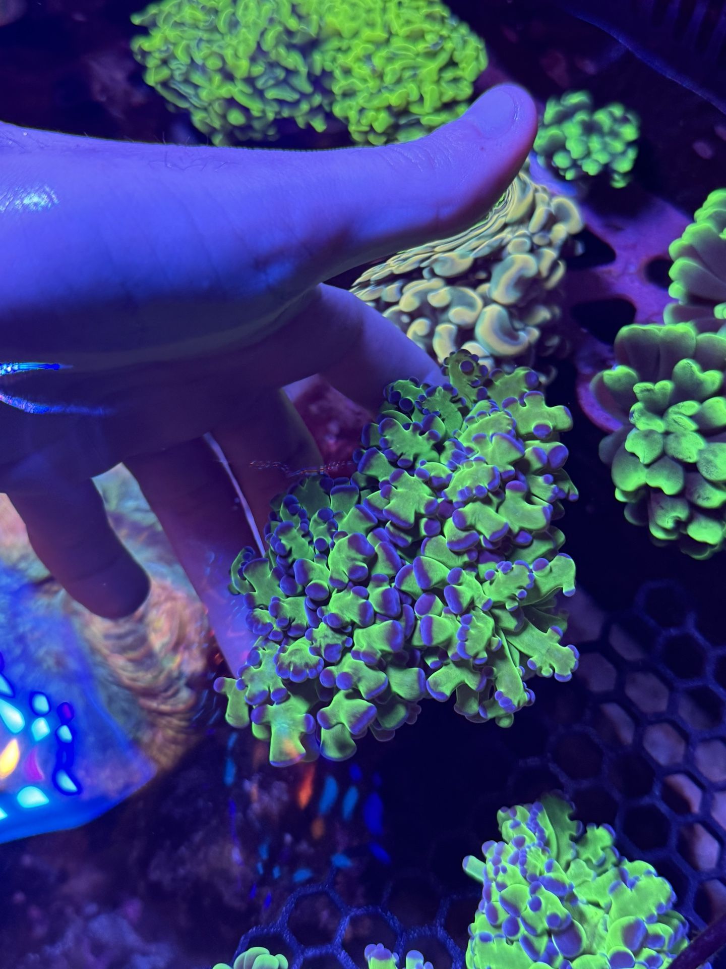 Frogspawn Coral Frag for Sale in Riverside, CA - OfferUp
