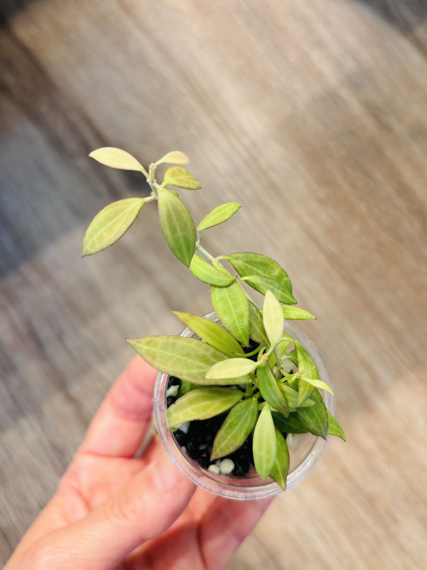 Hoya Microdwarf ns12-323 for Sale in San Diego, CA - OfferUp