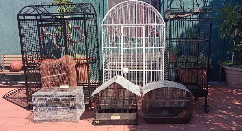 Cool bird cages store