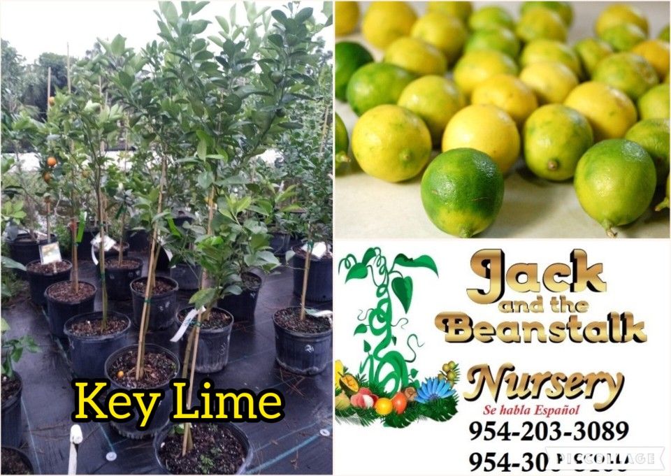 Key Lime Dwarf Grafted Trees 7gal Arboles De Limon Criollo Injertados ...