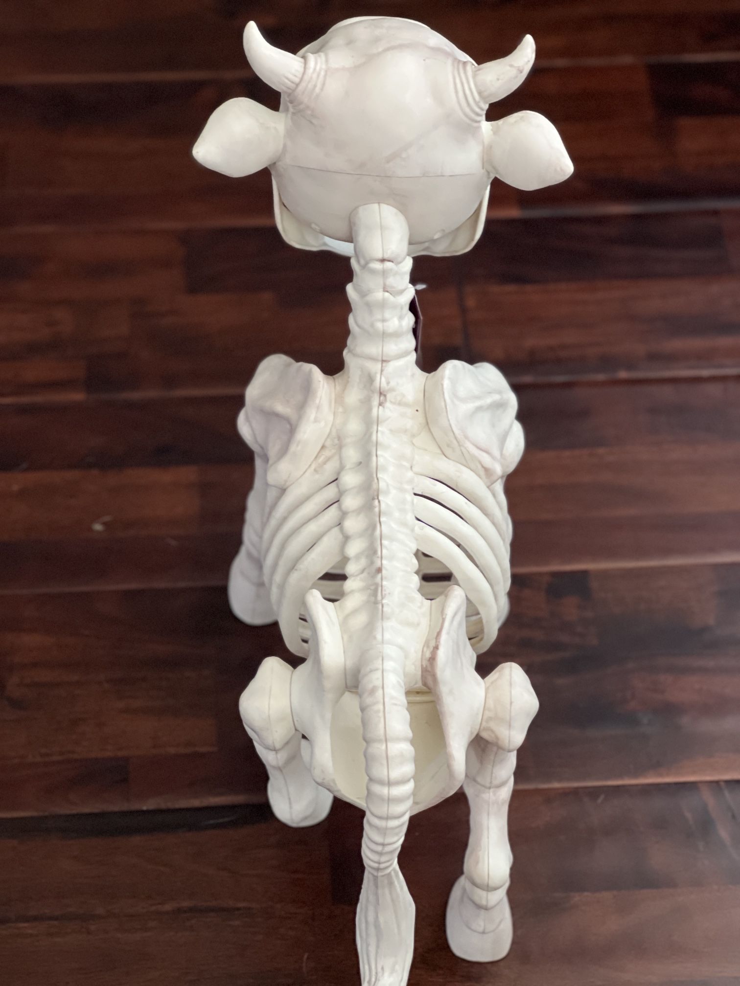Red shed Cow Skeleton for Sale in Corona, CA - OfferUp
