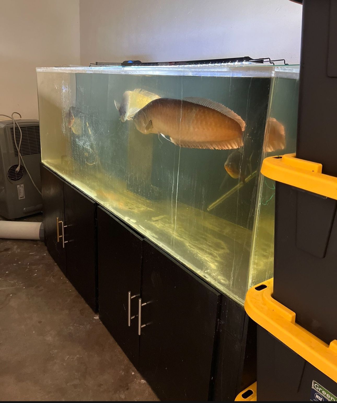 180 Gal Acrylic fish tank (No Fish) 6ft long X 2ft deep X 2ft tall for ...