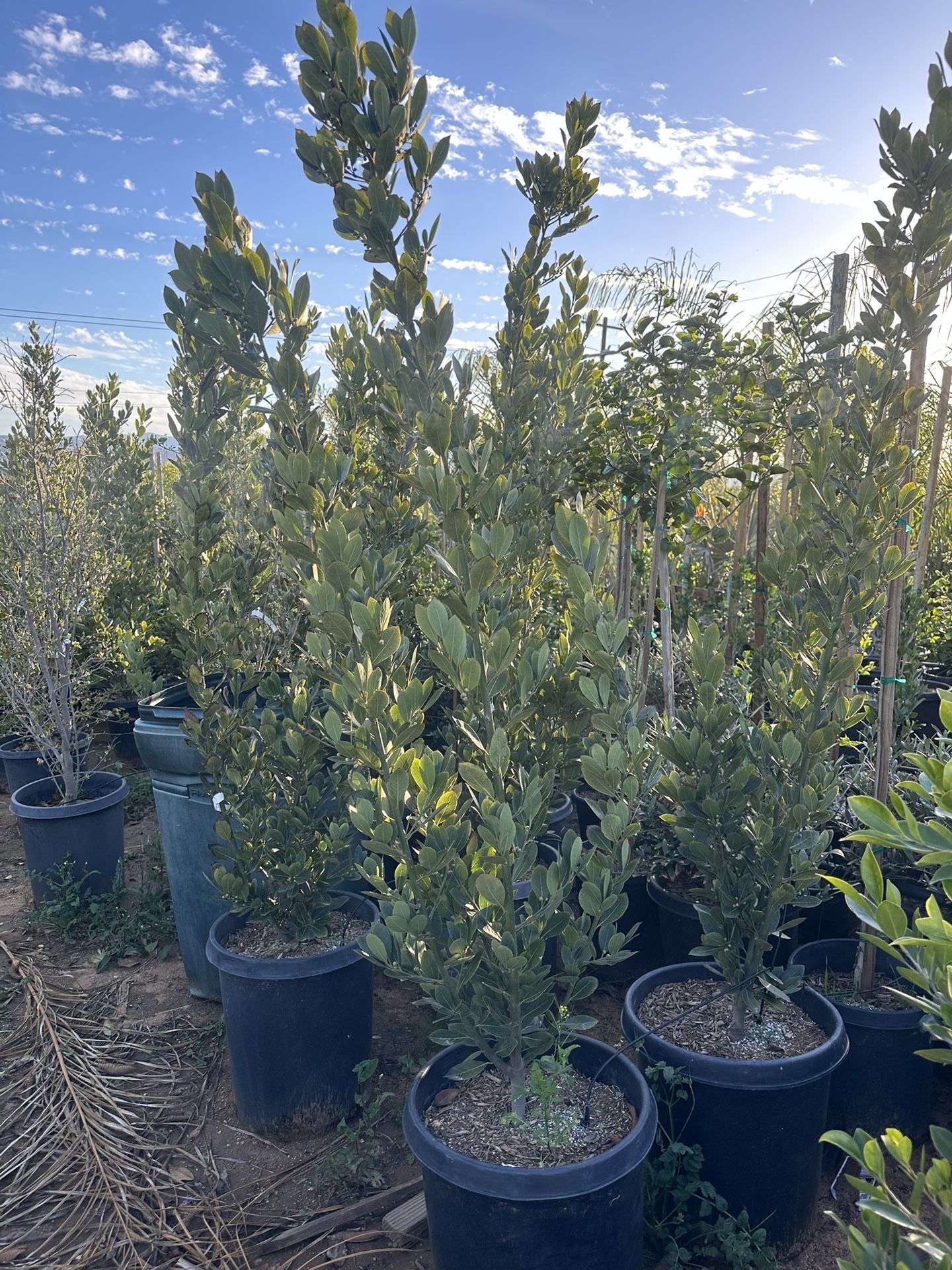 Laurel nobilis, bay laurel, sweet bay, true laurel, Grecian laurel ...