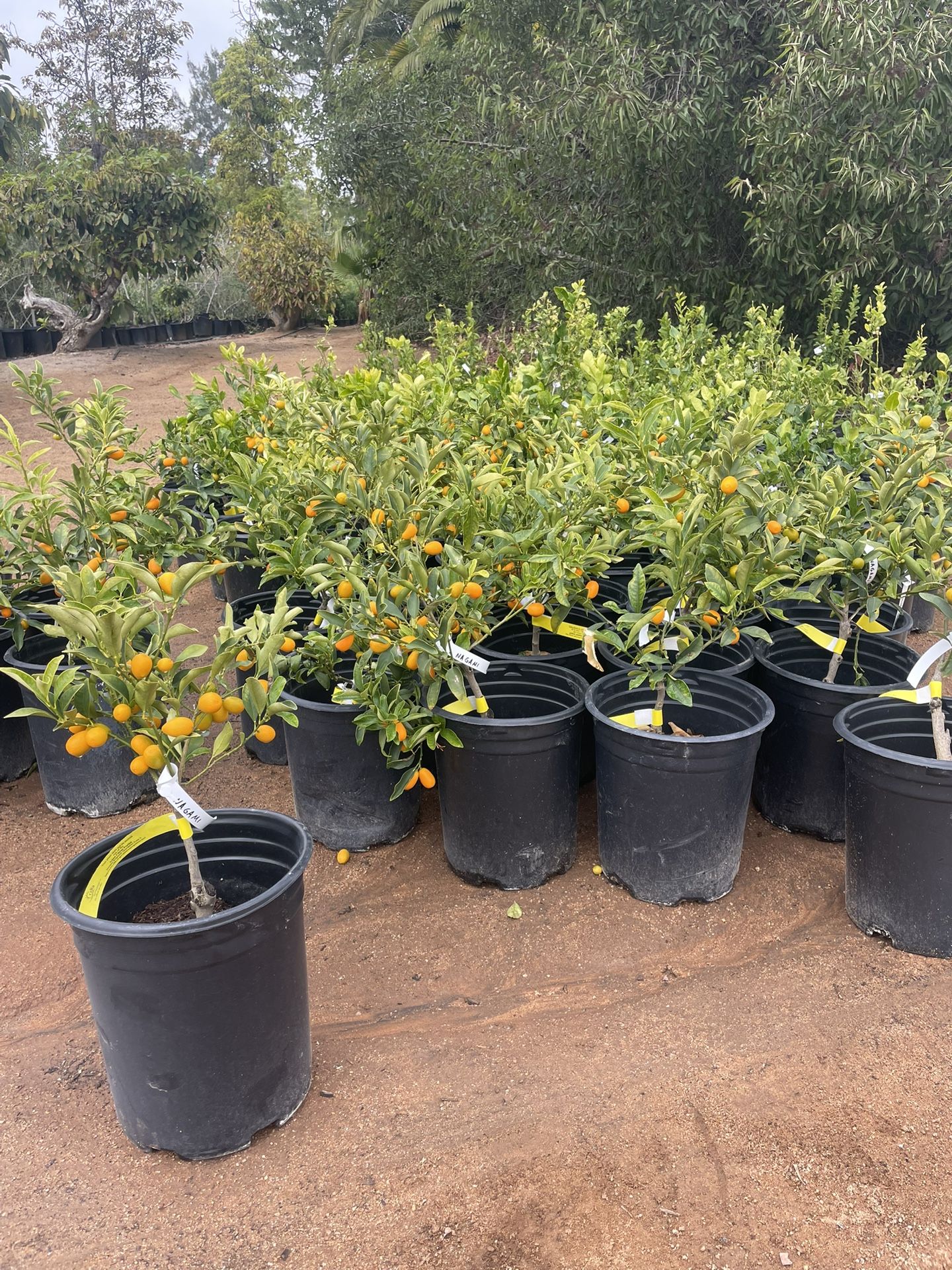 5 Gallon Size- Fruiting Age- Citrus Trees for Sale in Wildomar, CA ...