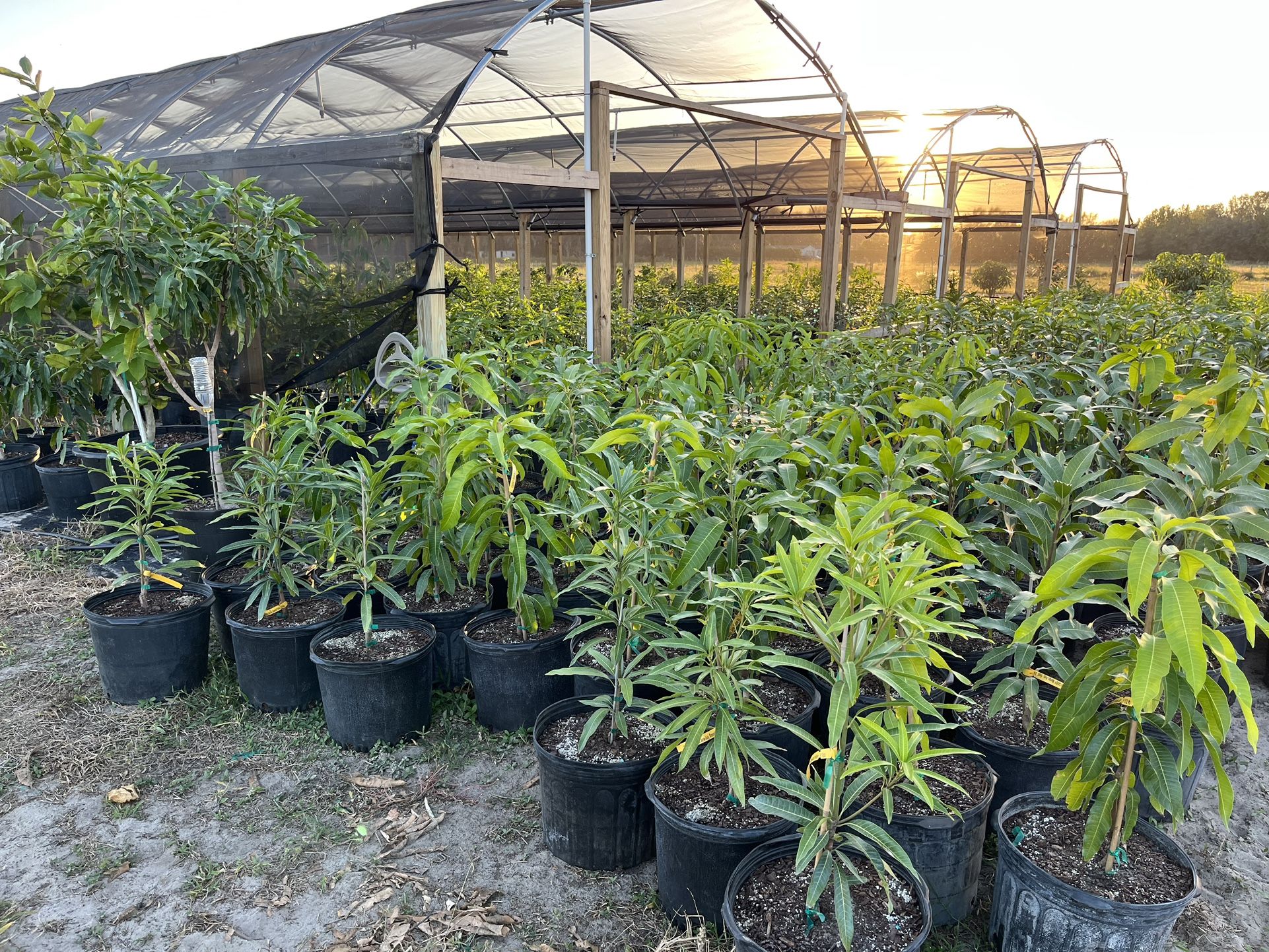 Mangoes, Lychees , Sugar Apple for Sale in Lithia, FL - OfferUp