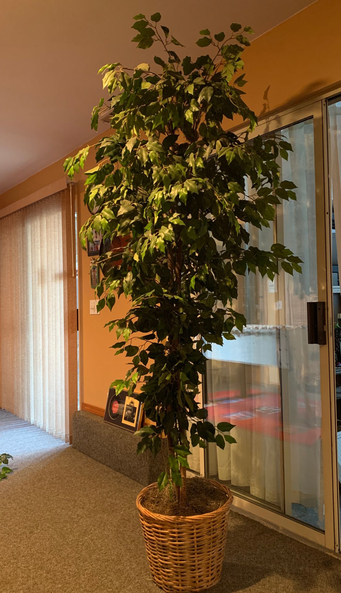 Great 7’ ficus tree-perfect for your house or office for Sale in Auburn ...