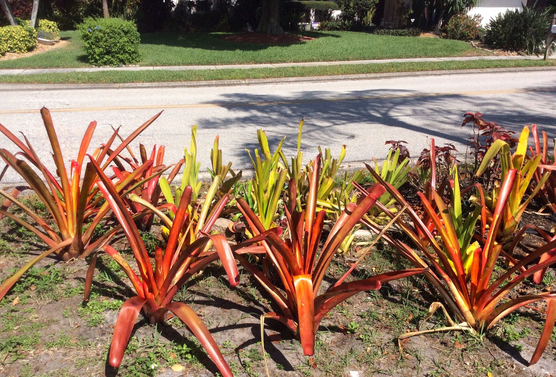 Bromeliad full sun red giants Aechmea Blanchetiana Raspberry for Sale ...