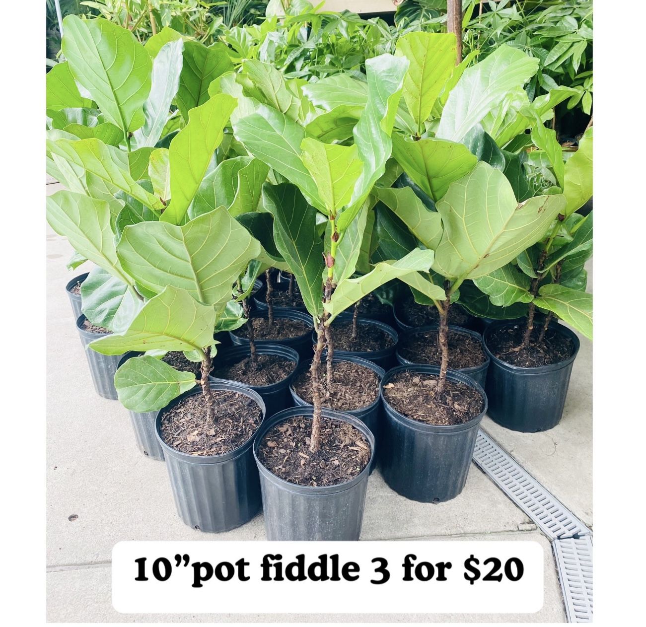 Plants (10”pot x 3-4ft tall3 for $20 fiddle leaf)Mix & match with palm ...