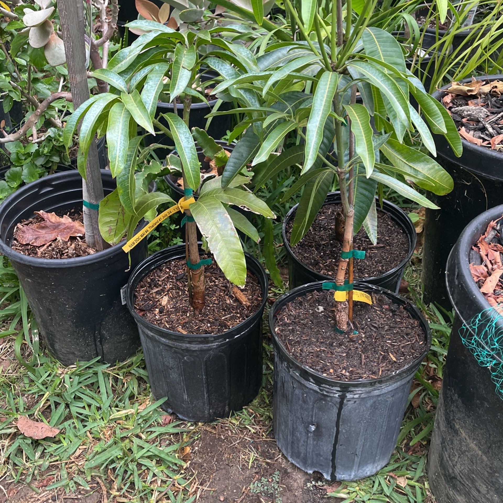 Dwarf Mango Tree for Sale in Burbank, CA - OfferUp