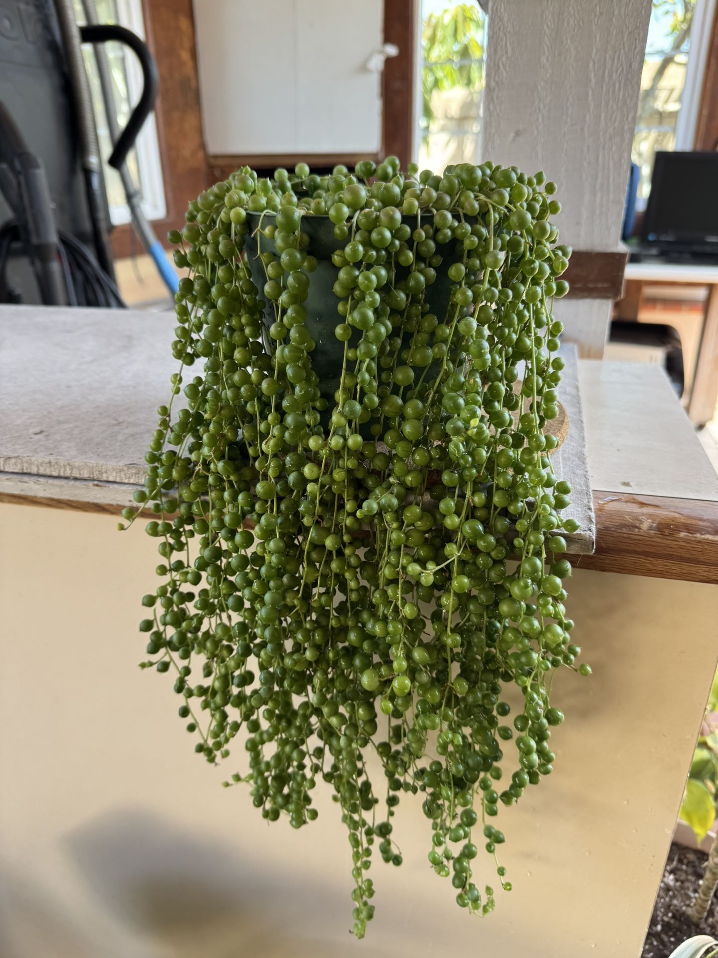 String Of Pearls - 6” Pot for Sale in San Diego, CA - OfferUp