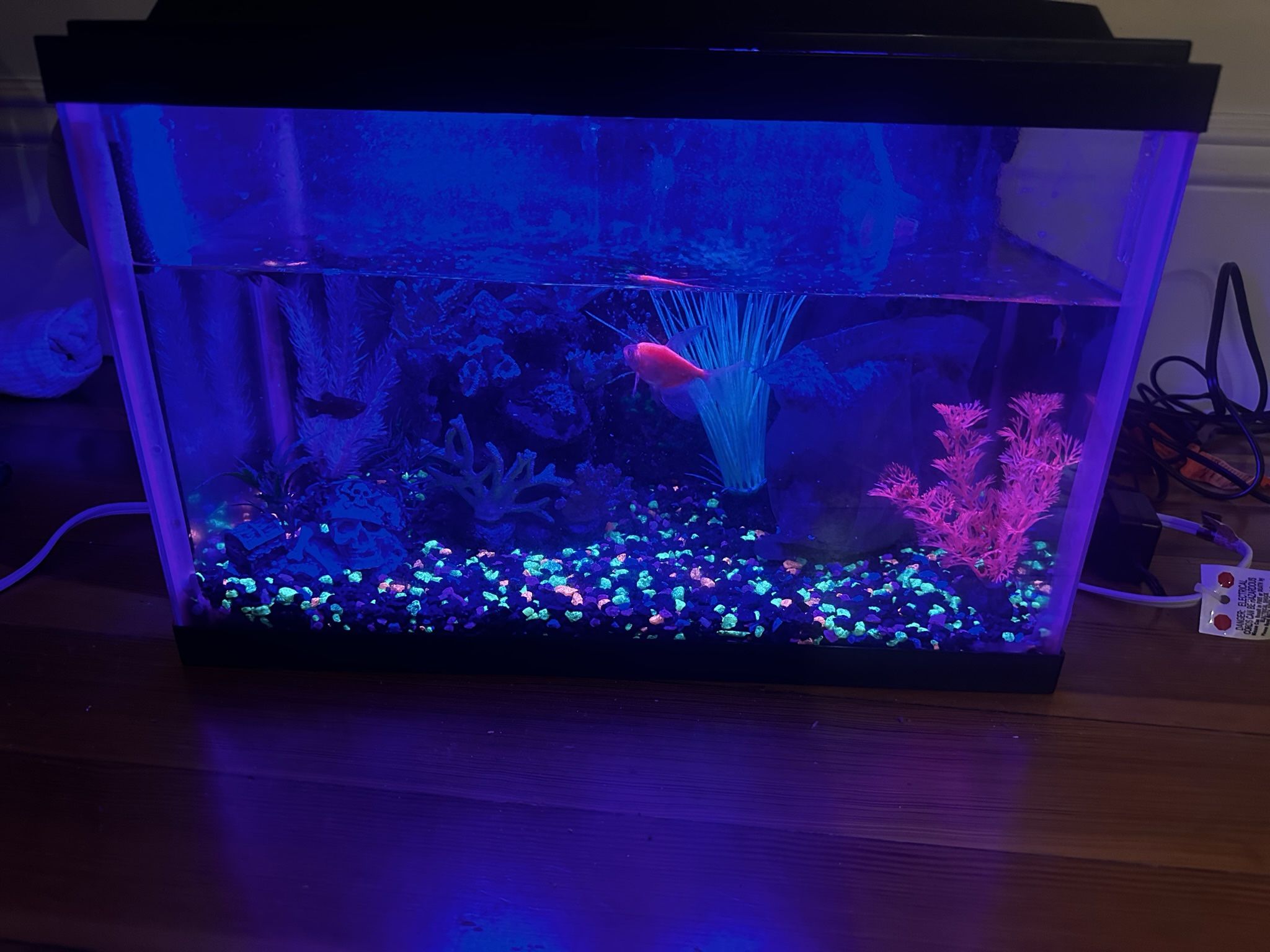 Glofish Tank 5 Gallon