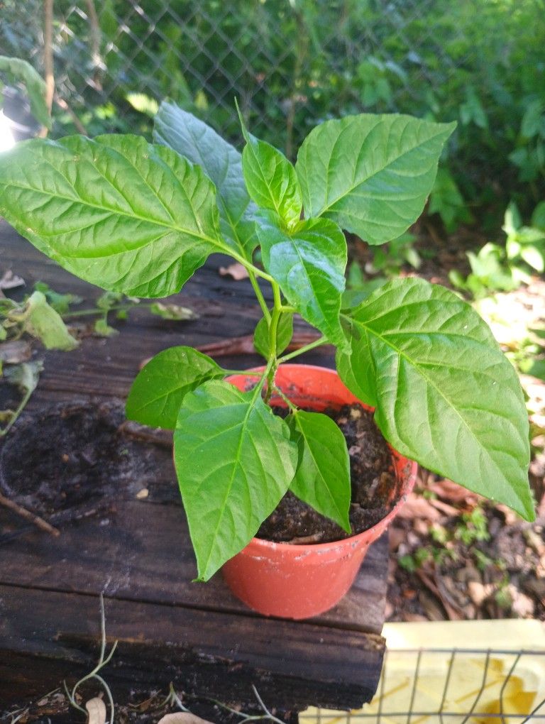 Grove Pepper Plants for Sale in Lakeland, FL - OfferUp