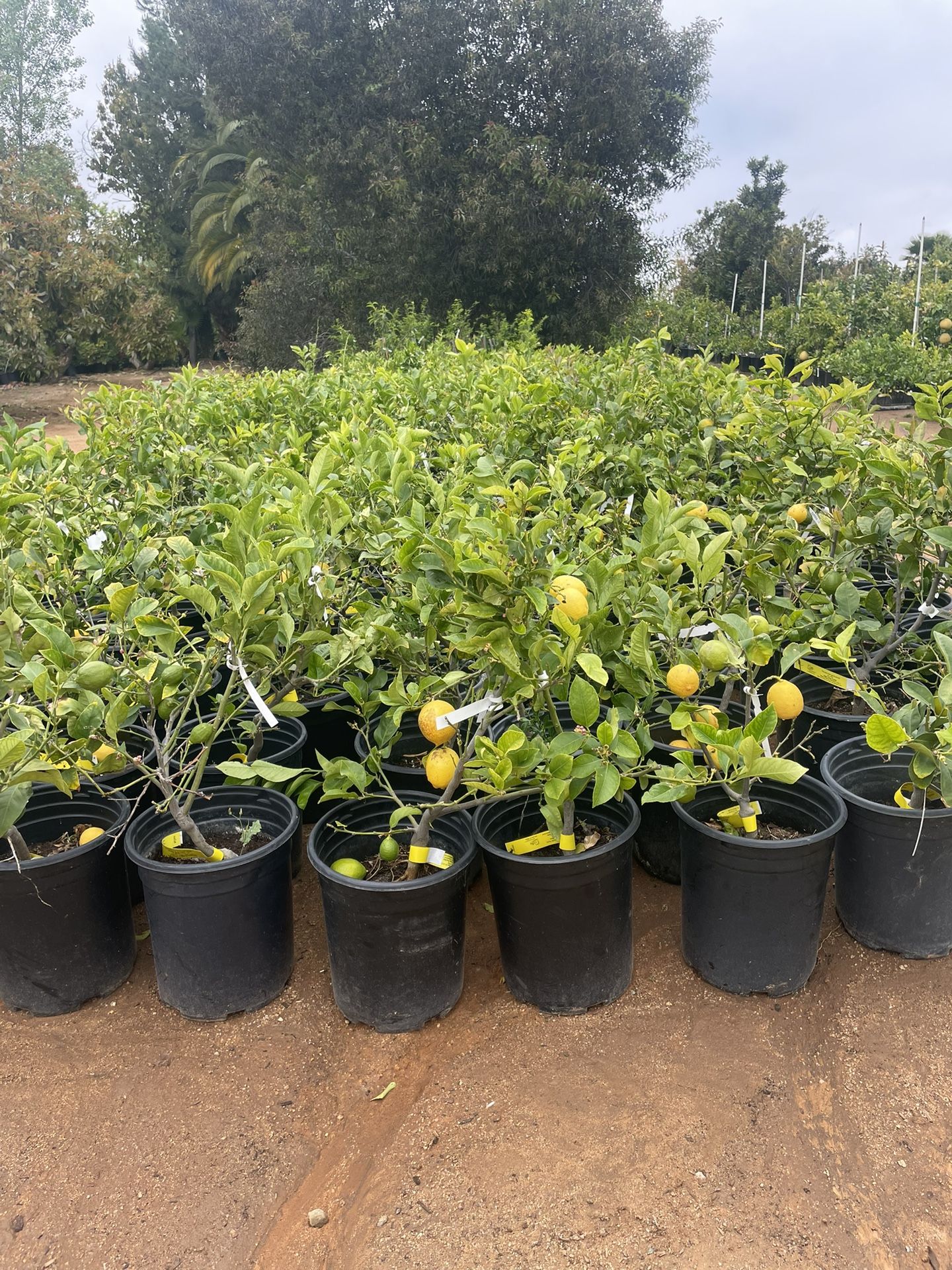 5 Gallon Size - Citrus Trees- Lemon Trees- Lime Trees- Grapefruit Trees ...