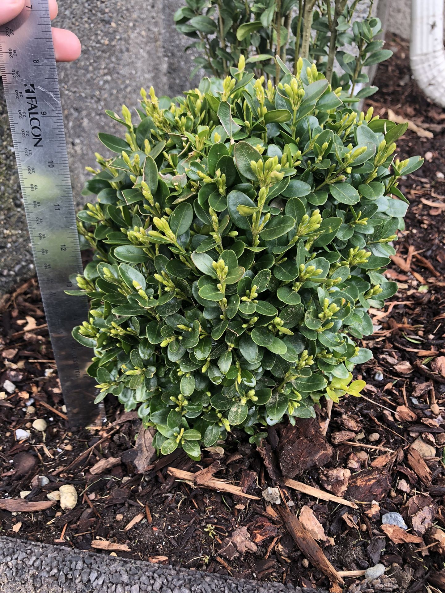 3 dwarf English boxwood shrubs for Sale in Fircrest, WA - OfferUp