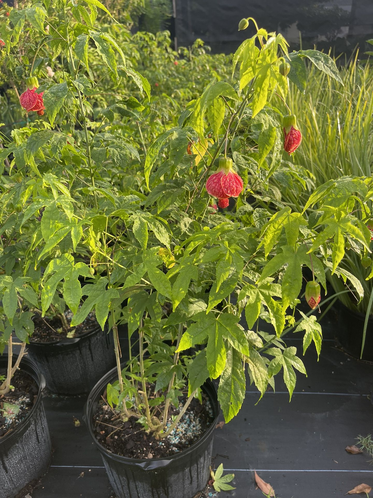 Chinese Lantern Tree Plant