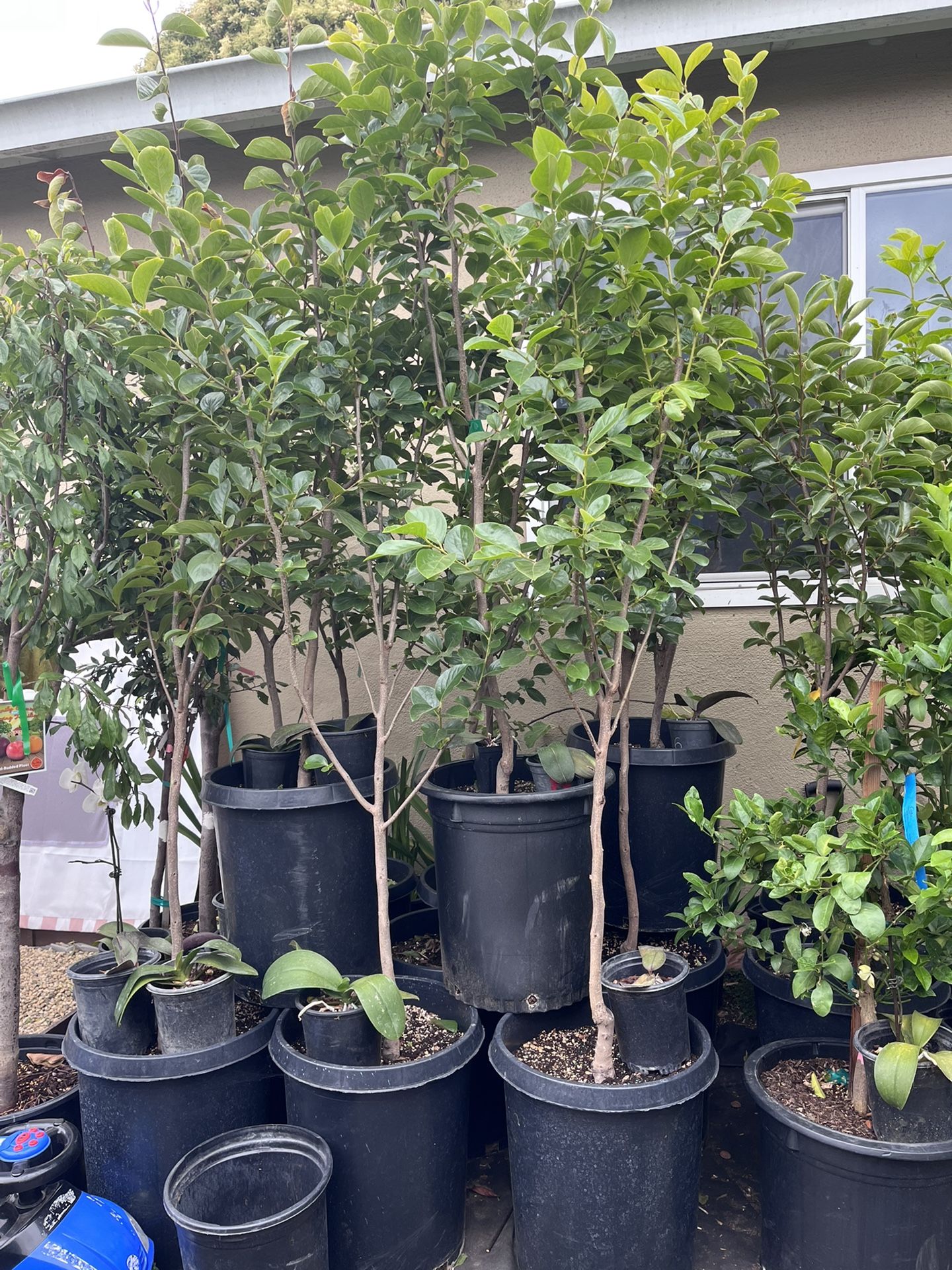 Giant Fuyu Persimmon Tree 6 feet Tall for Sale in San Lorenzo, CA - OfferUp