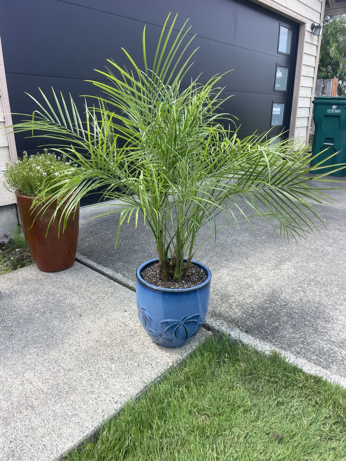Magnificent Palm Tree In Stunning Ceramic Planter for Sale in Auburn ...