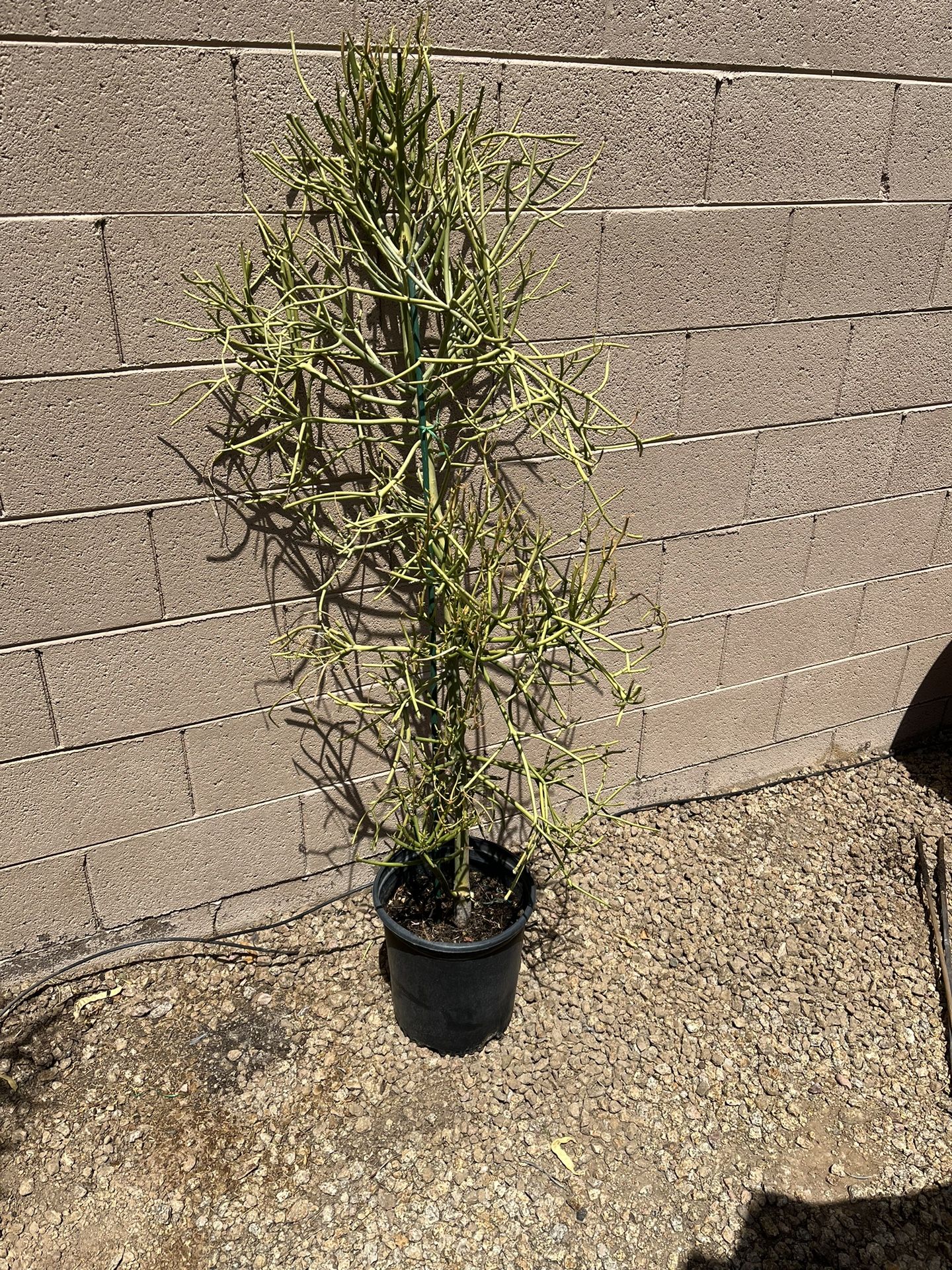 Fire Stick Live Plant for Sale in Phoenix, AZ - OfferUp