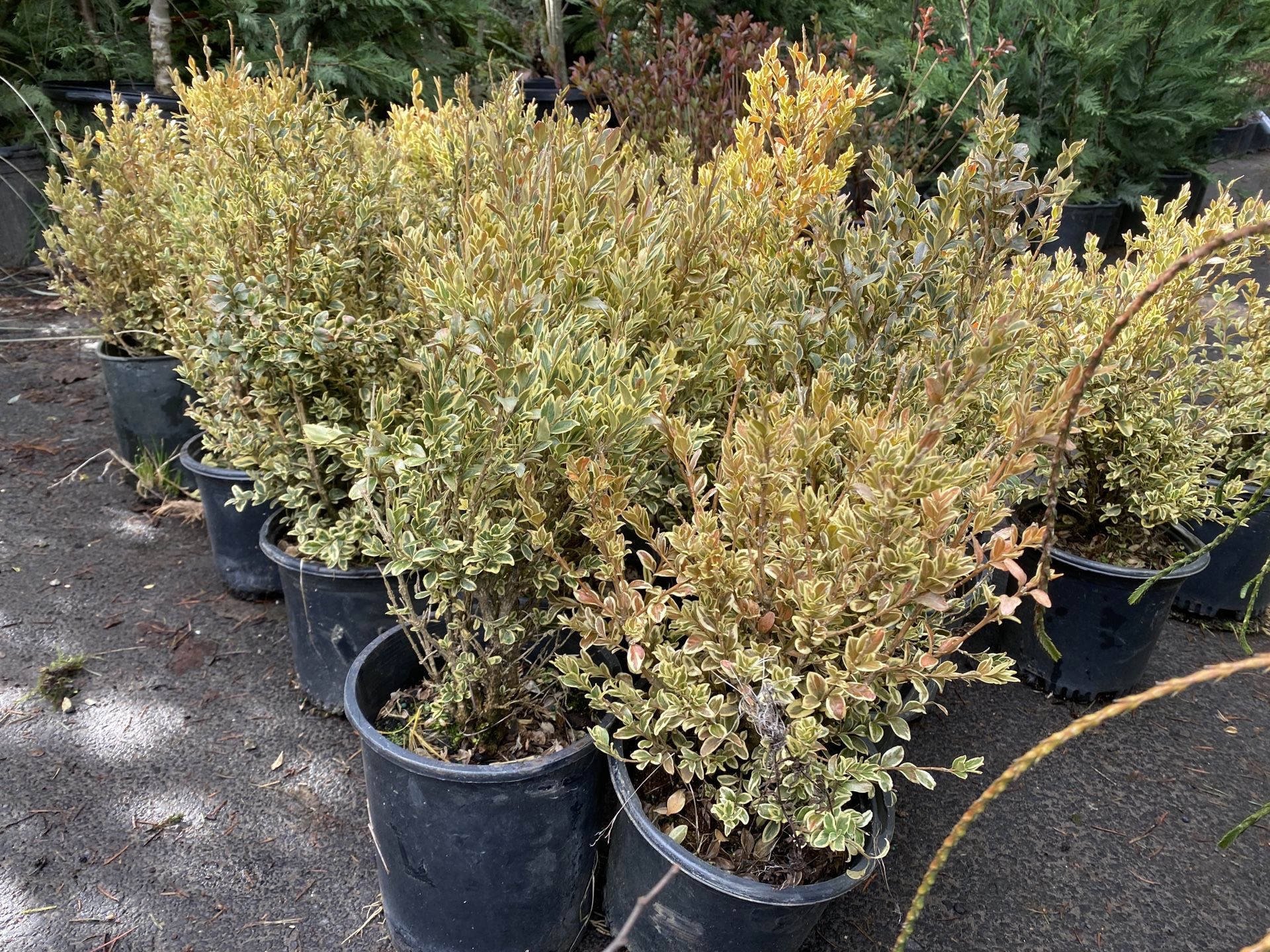 Nice Full 1gal Variegated Boxwood Plants for Sale in Puyallup, WA - OfferUp