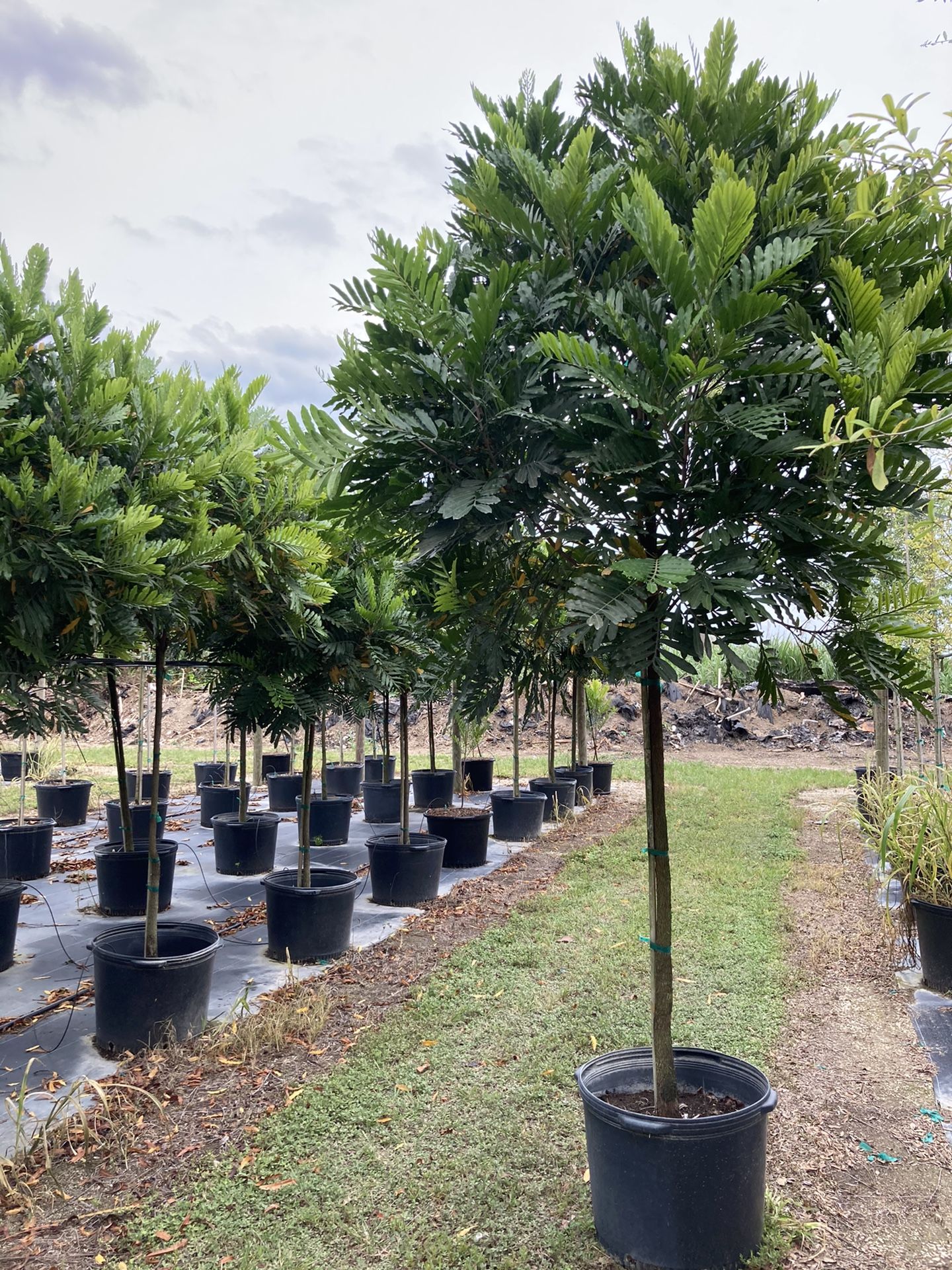 Japanese Fern Trees for Sale in Laud Lakes, FL - OfferUp