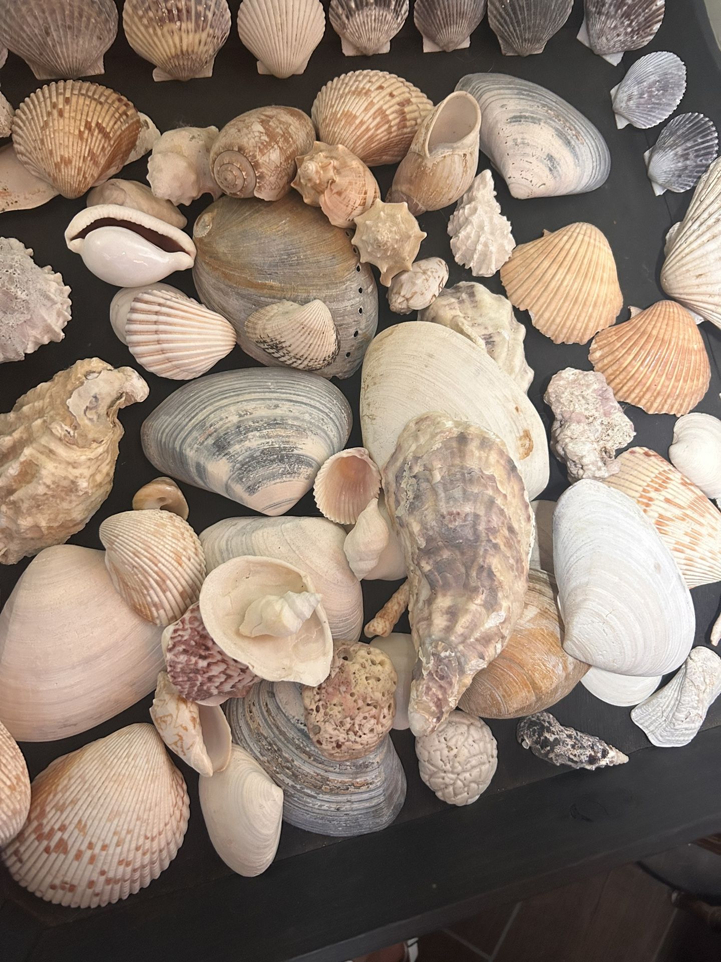 Huge Lot Of 75 Large And Small Seashells for Sale in Sun City, AZ - OfferUp