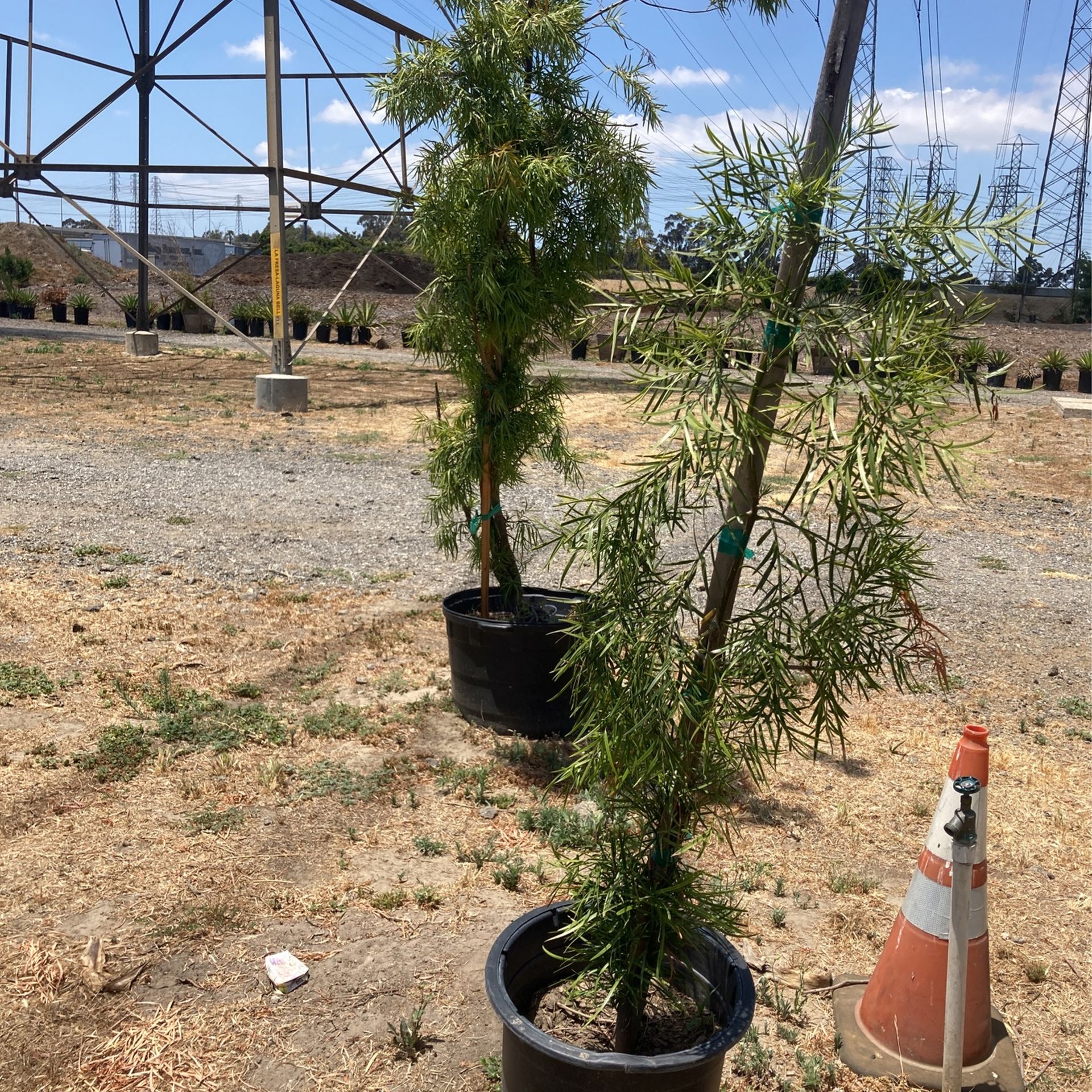 Ports Carpus Plants for Sale in Long Beach, CA - OfferUp