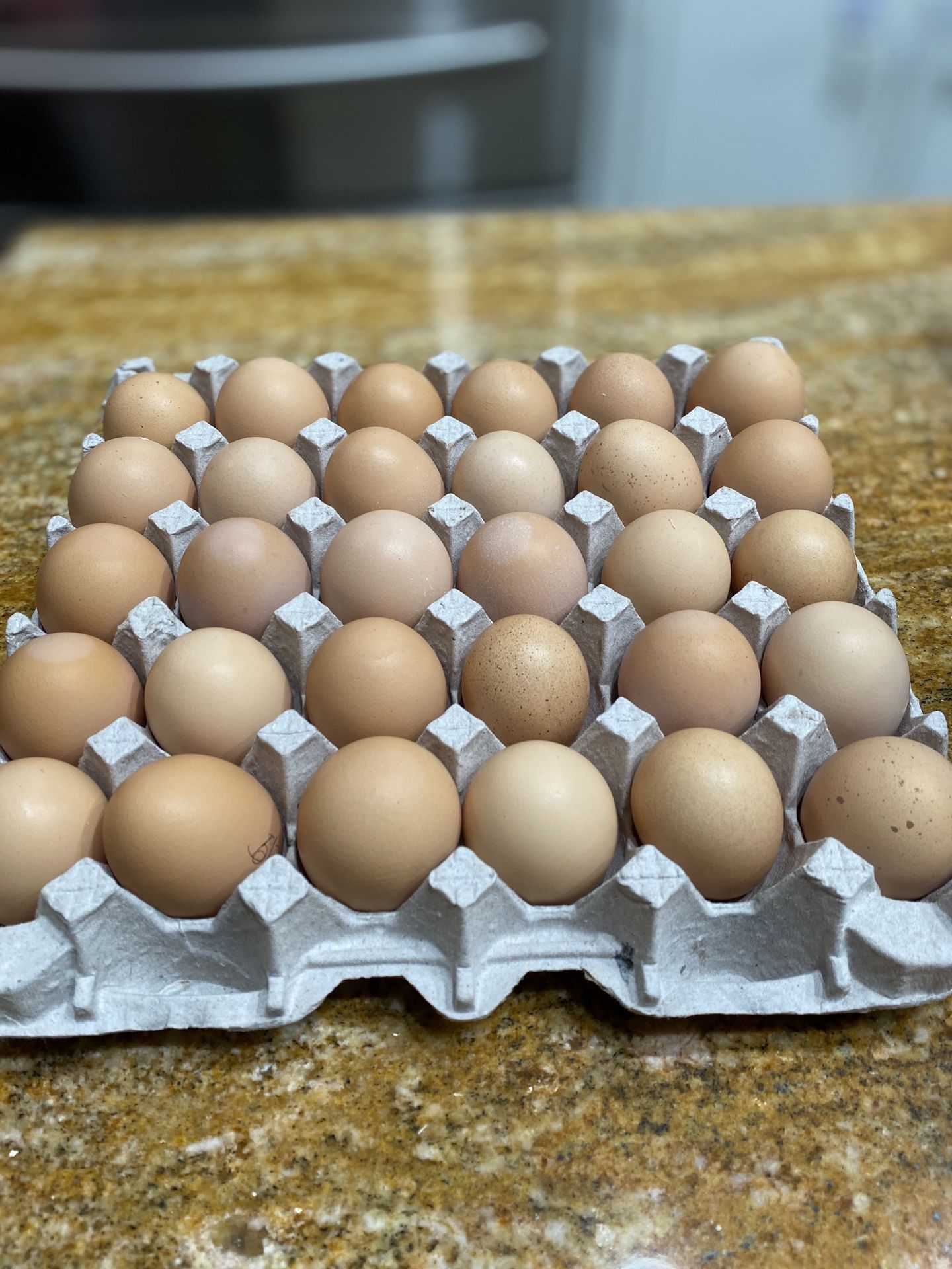 Fertilized eggs/ Huevos fertilizados para Encubar for Sale in Hesperia ...