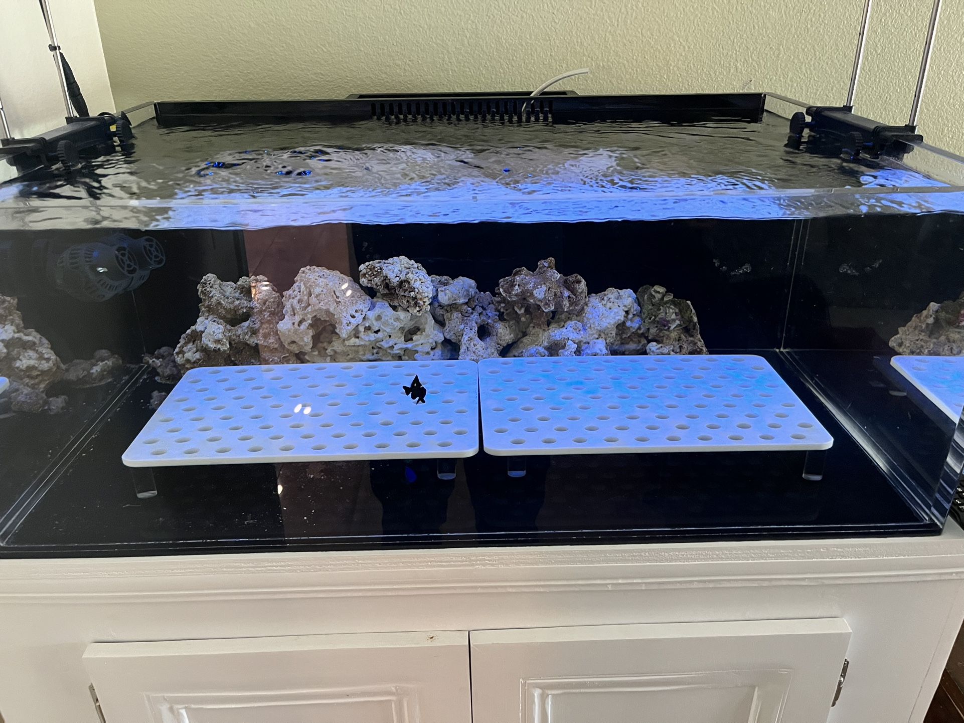 48 Gallon Frag Tank Complete Setup for Sale in Riverside, CA - OfferUp