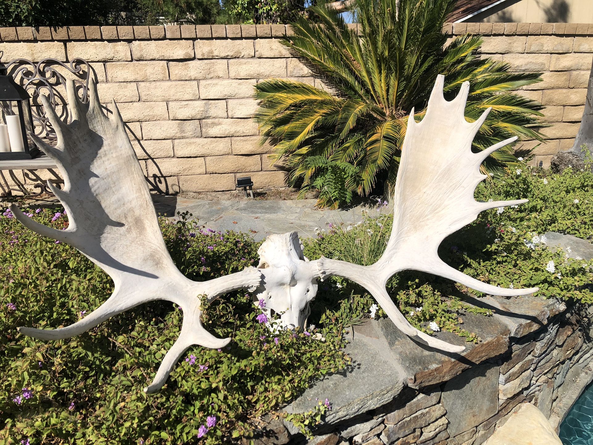 Huge 5' Wide Moose Antlers with Skull-GREAT MAN CAVE CABIN Decor Item ...