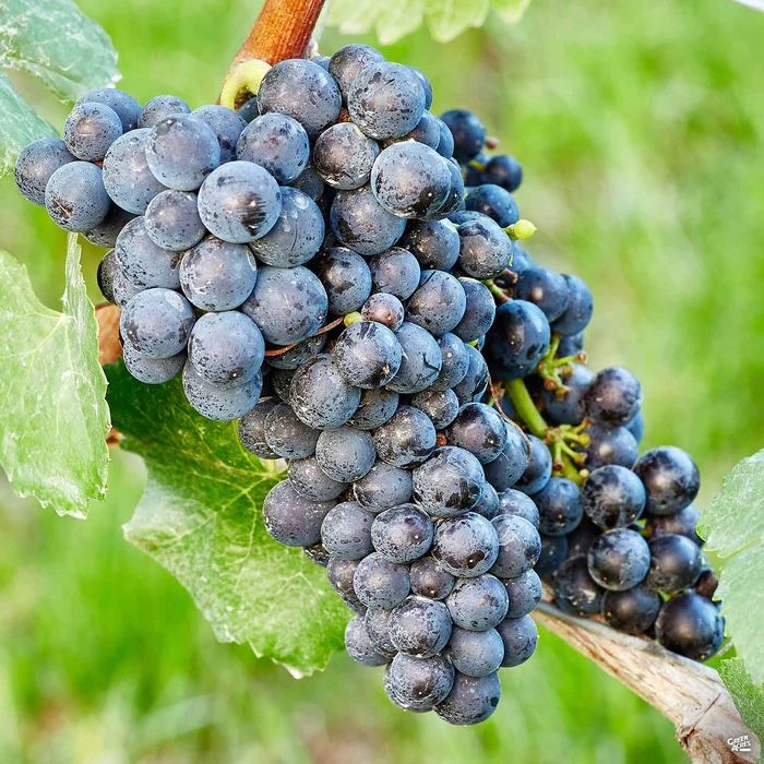 Glenora Seedless Black Grape Plants for Sale in Seatac, WA - OfferUp