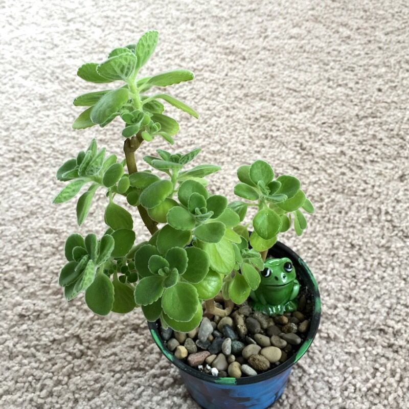 Vicks Plant
