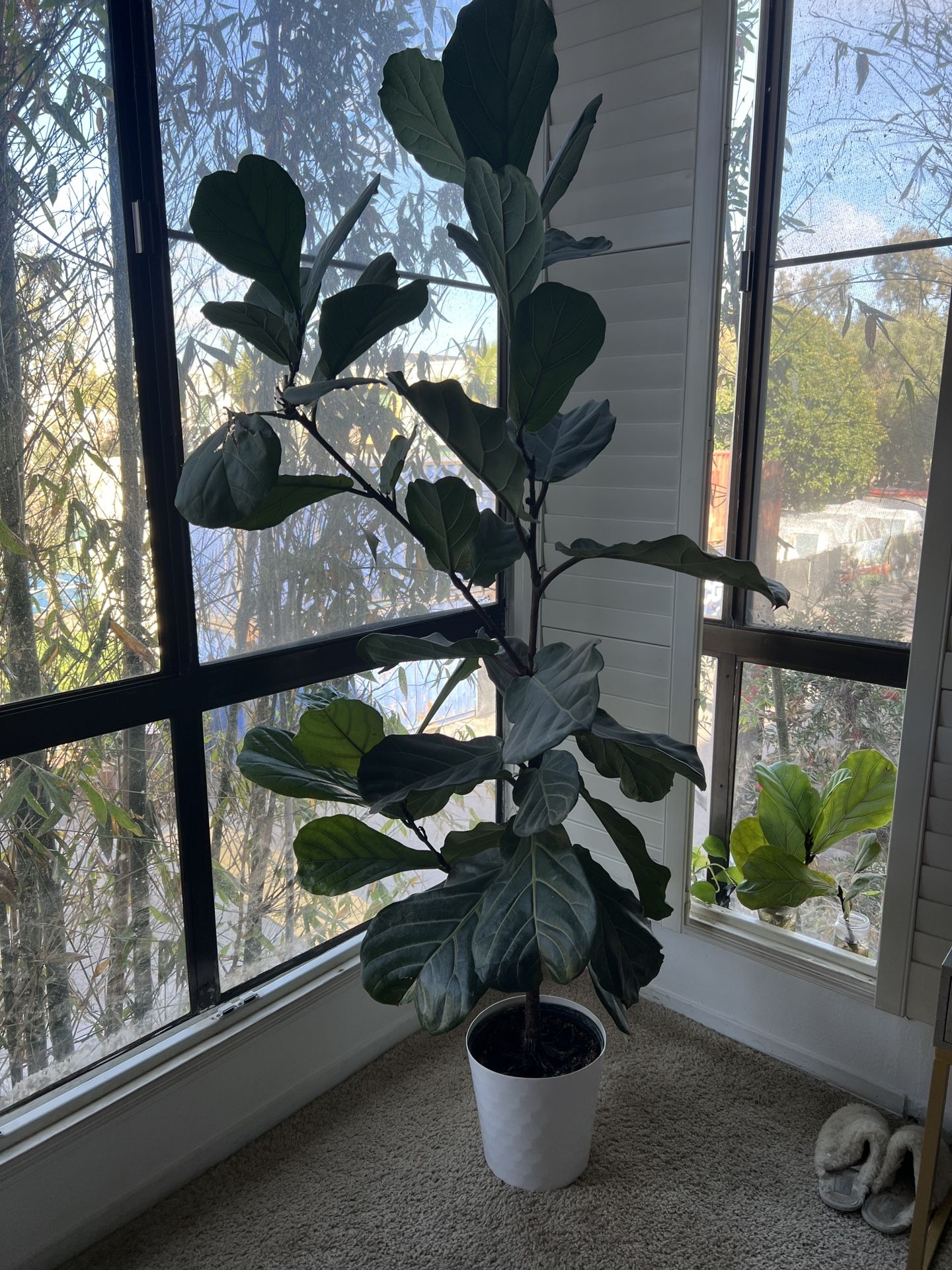 Large Fiddle Leaf Fig for Sale in Marina Del Rey, CA - OfferUp