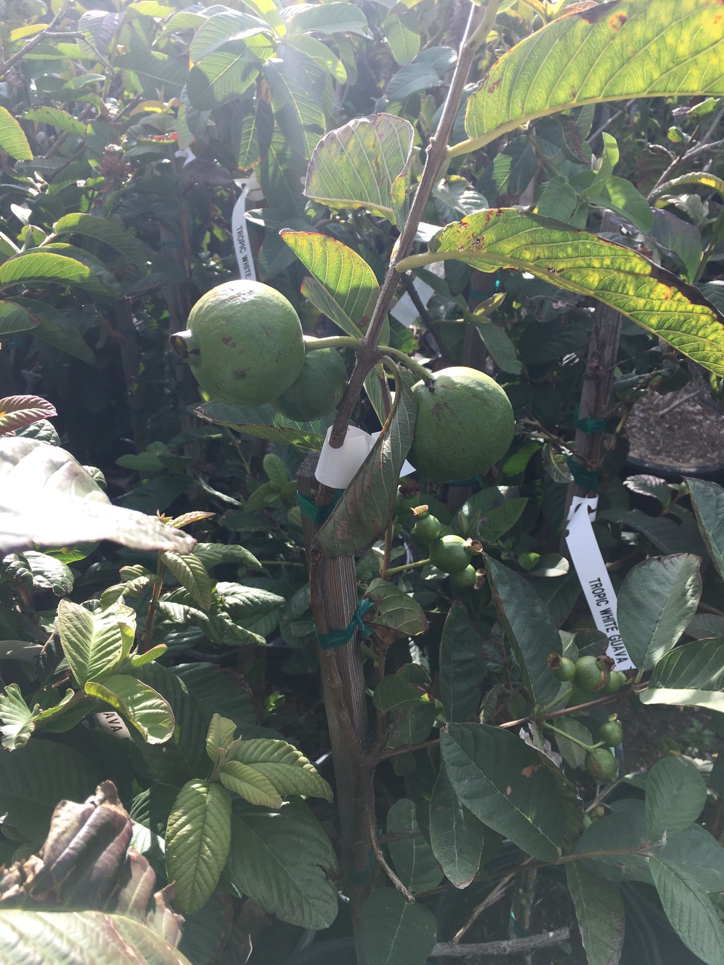 GUAVA- BERRY BUSHES- GRAPE VINES- CHERRY- PLUM- AVOCADO- 5 GALLON for ...